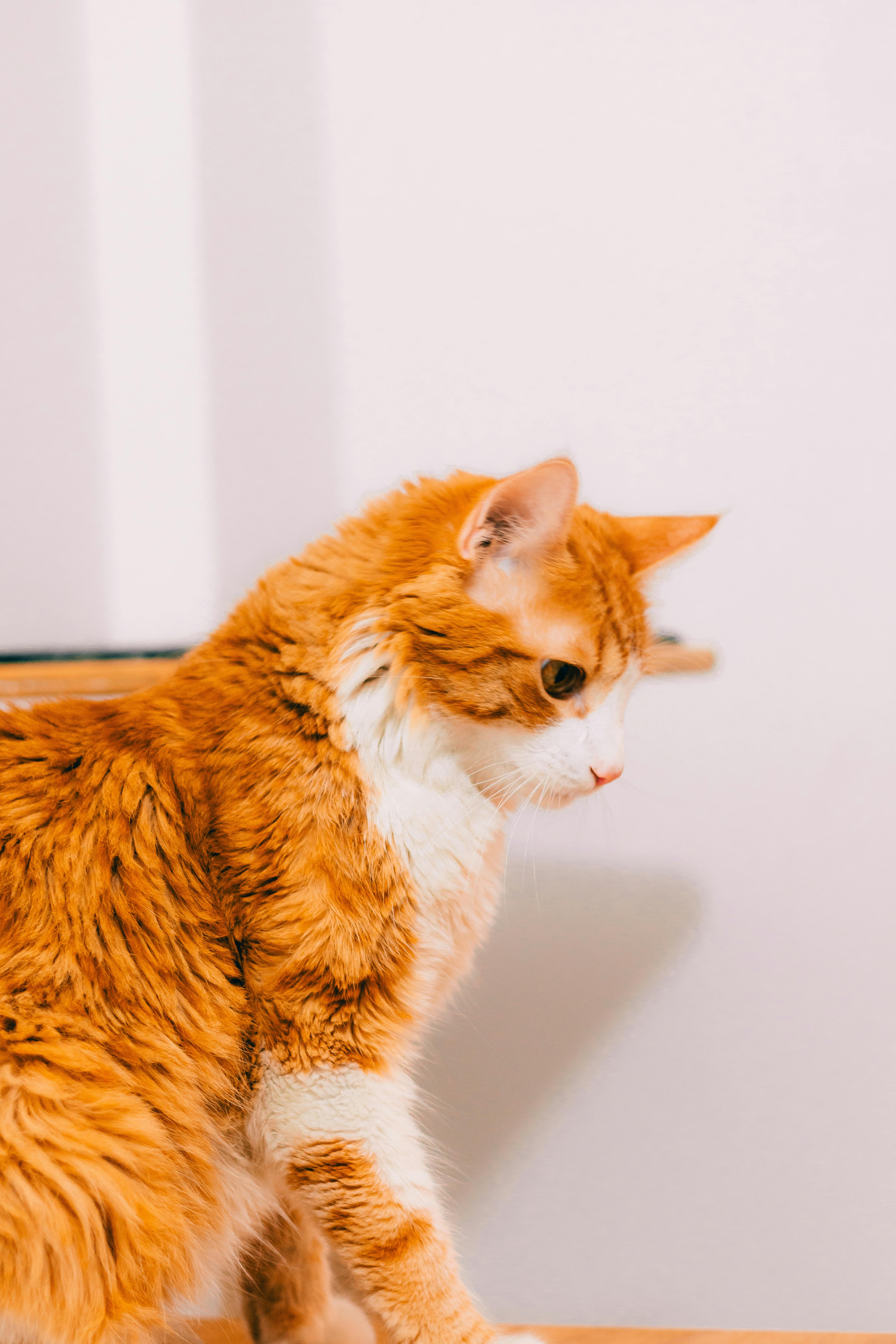 Cat Tool Photos, Download The BEST Free Cat Tool Stock Photos & HD Images