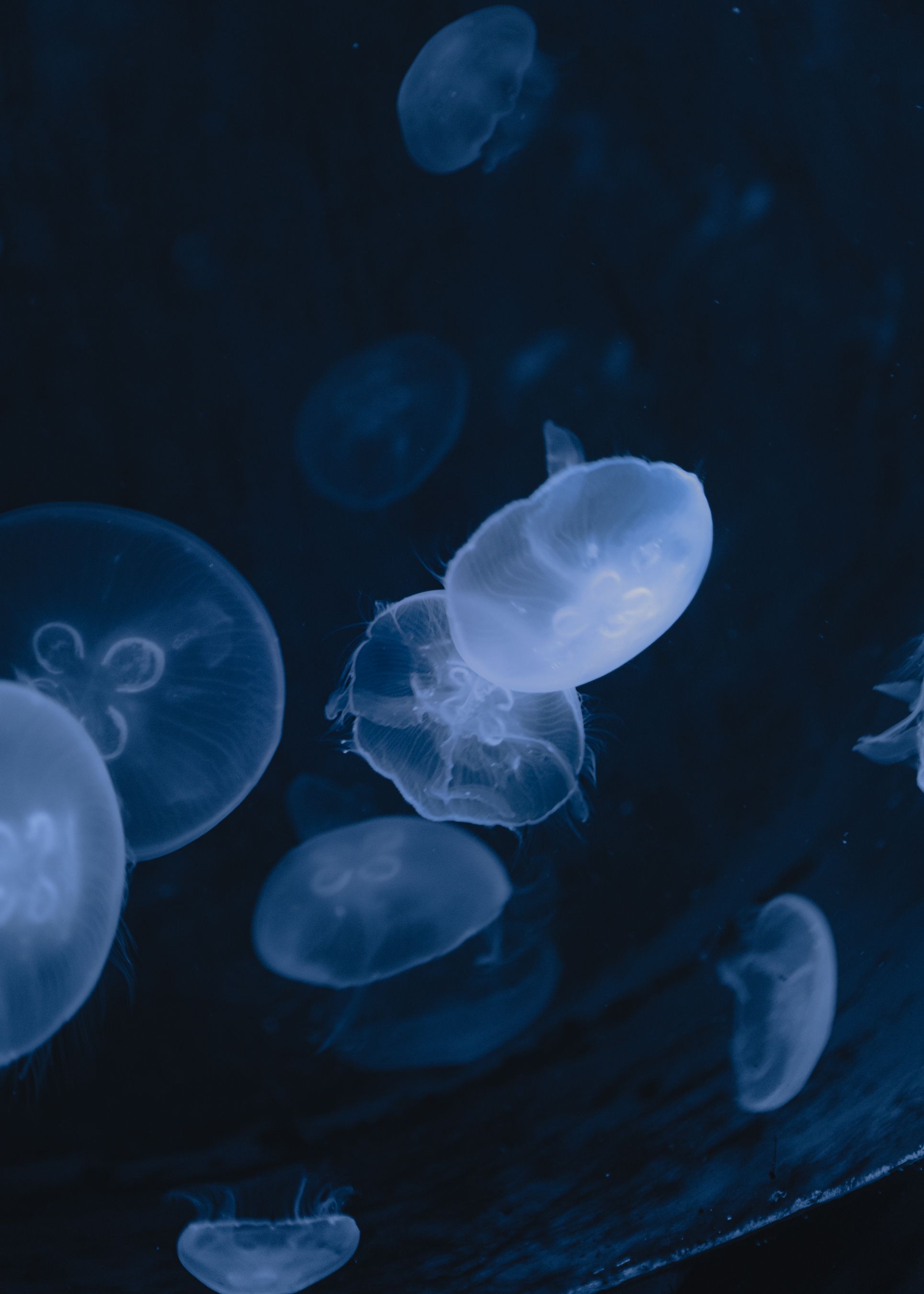 Moon Jellyfish Floating In Water · Free Stock Photo
