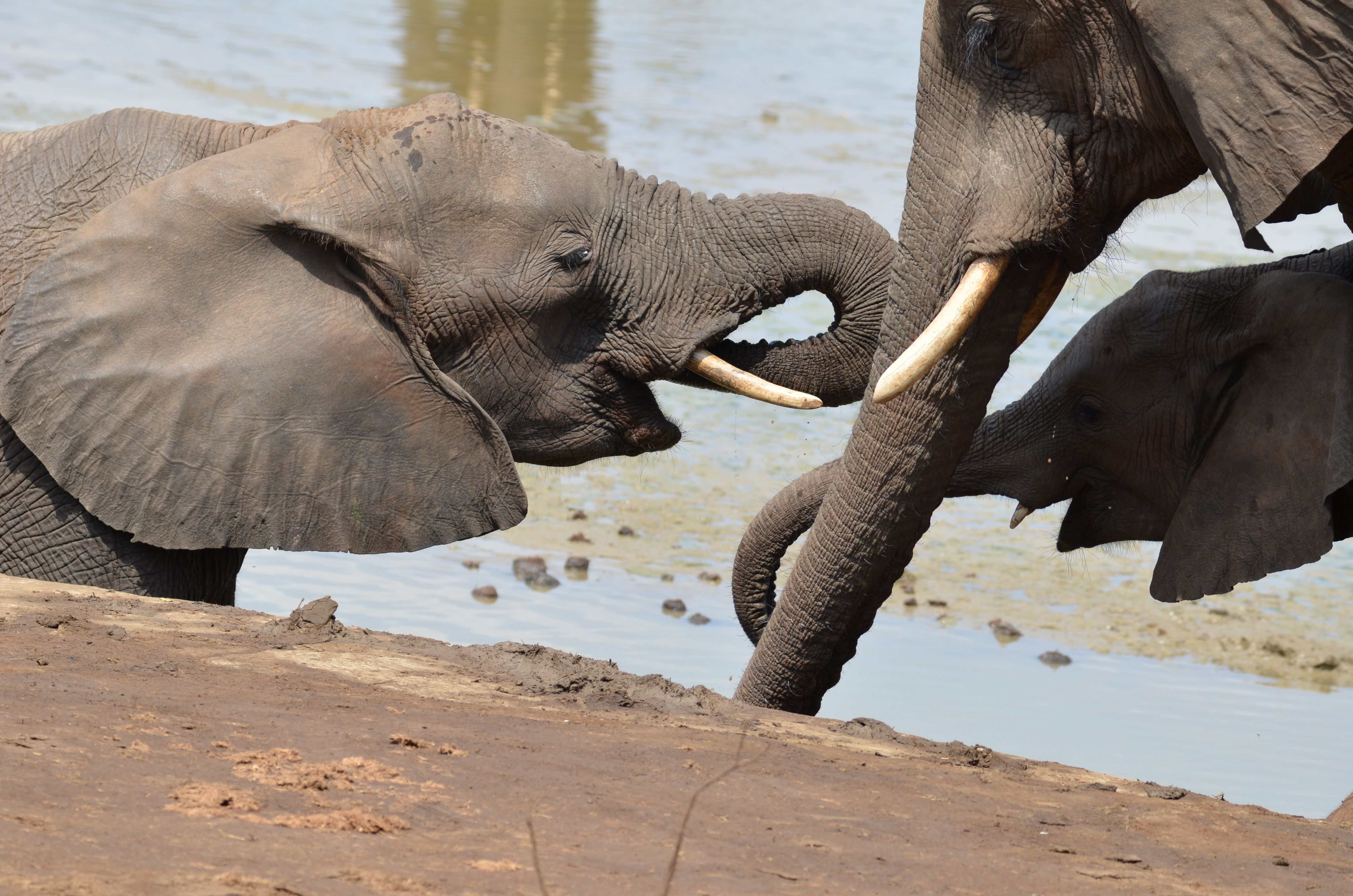 Two Asian Elephants with Baby Elephant Standing Under the Tree · Free ...