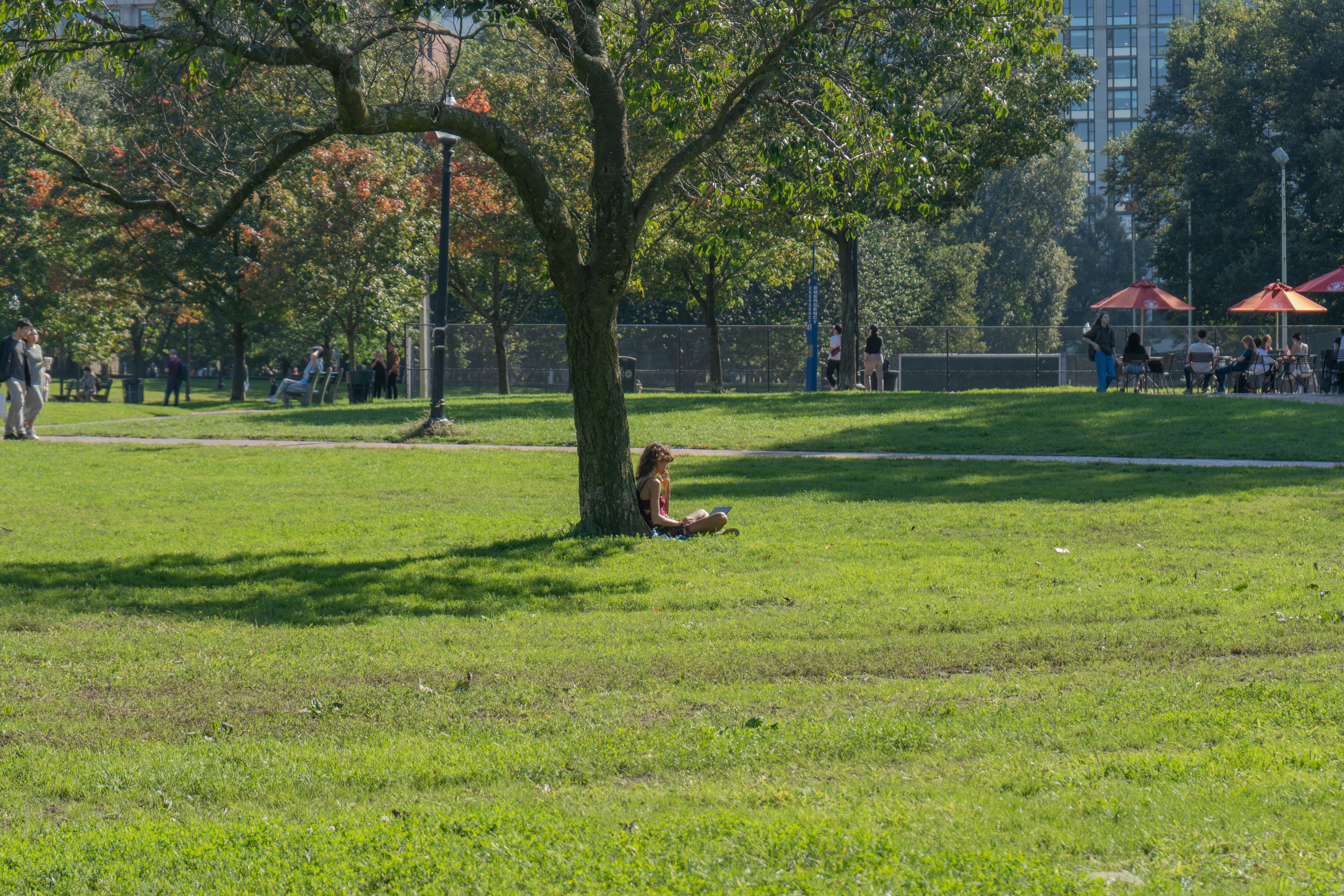 Beautiful Trees In Park & Blue Sky · Free Stock Photo