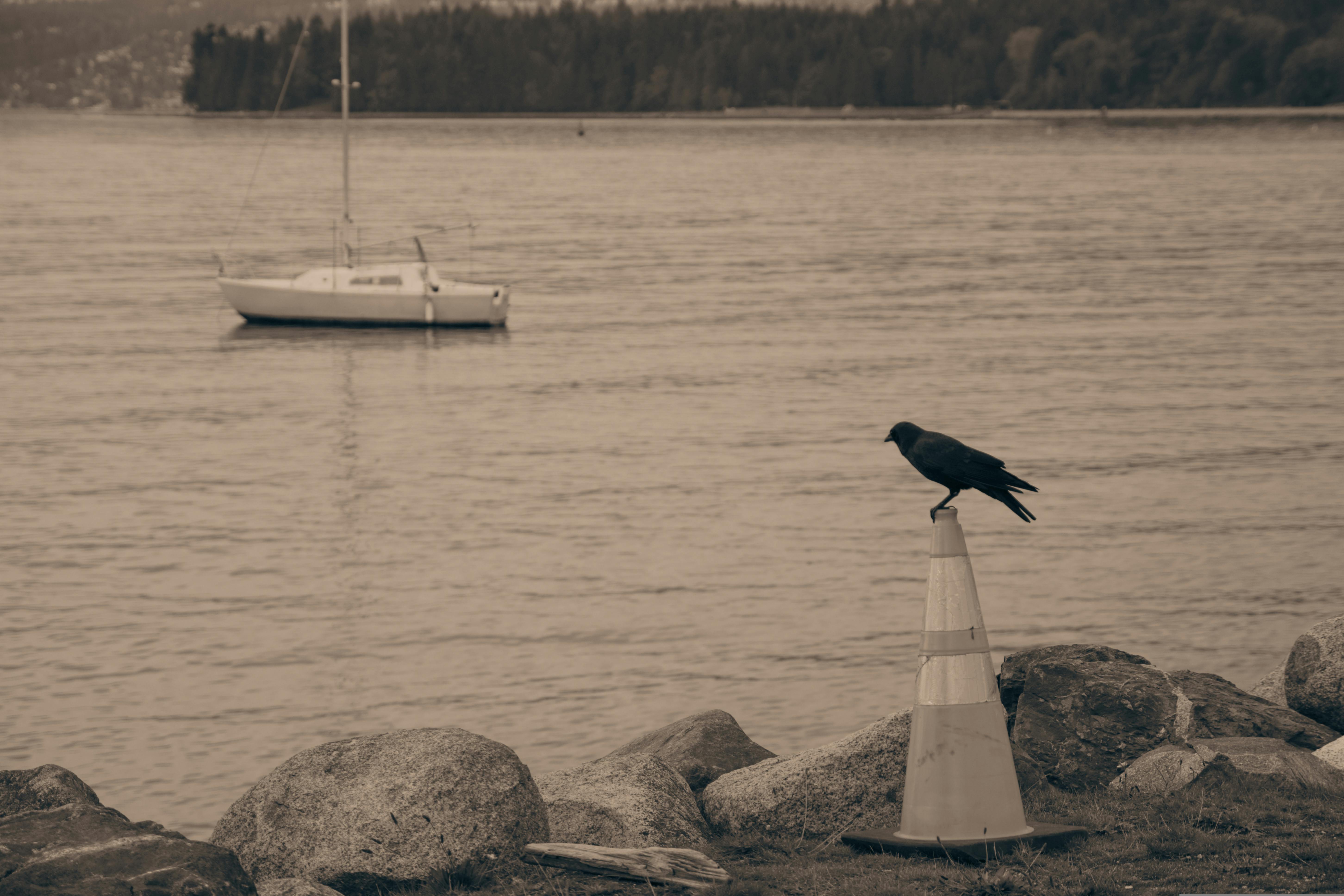 Sepia Drawings Photos, Download The BEST Free Sepia Drawings Stock ...