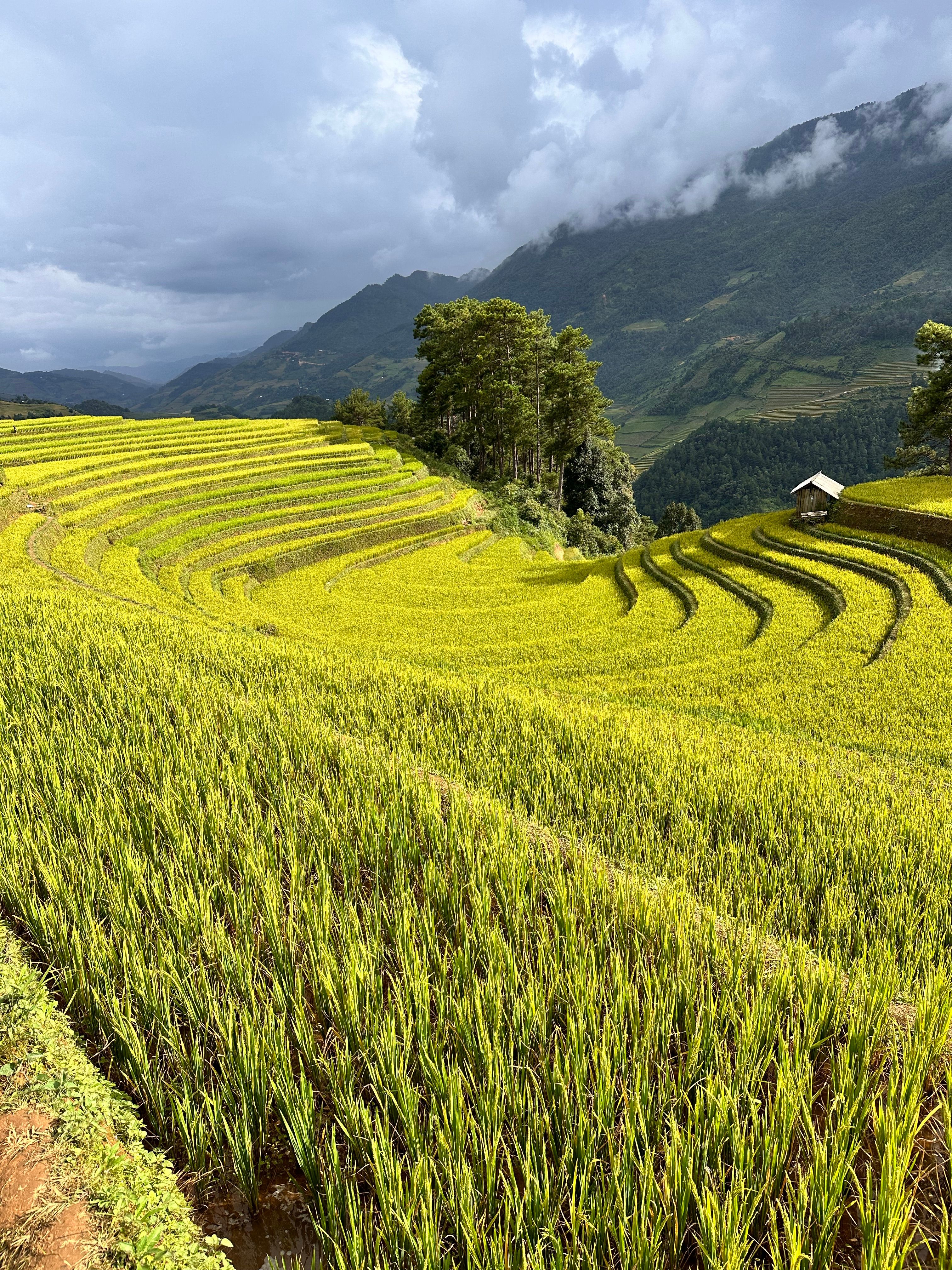 View of a Terrace Plantation in Mountains · Free Stock Photo
