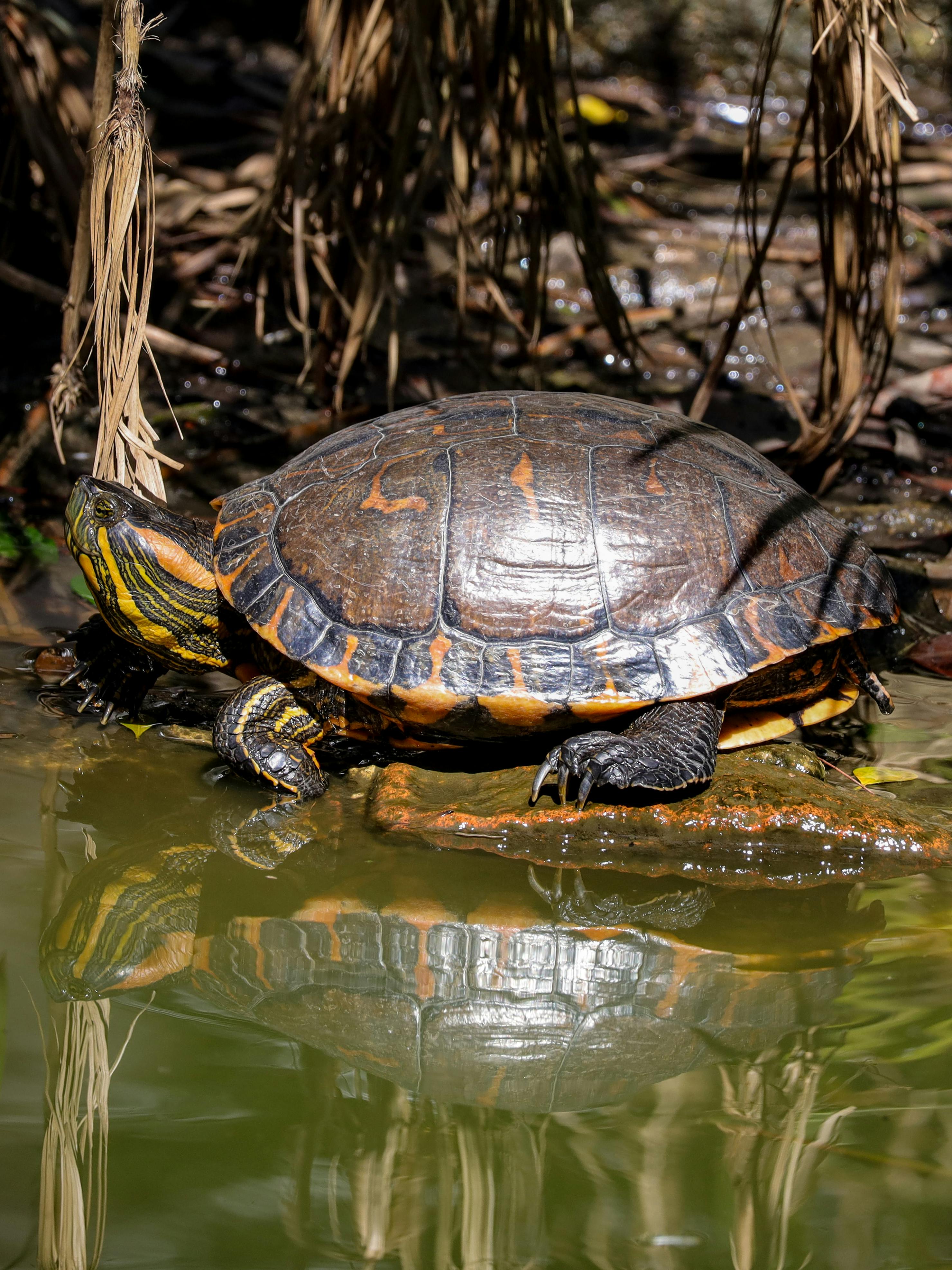 Brown Turtle on Wood Trunk · Free Stock Photo