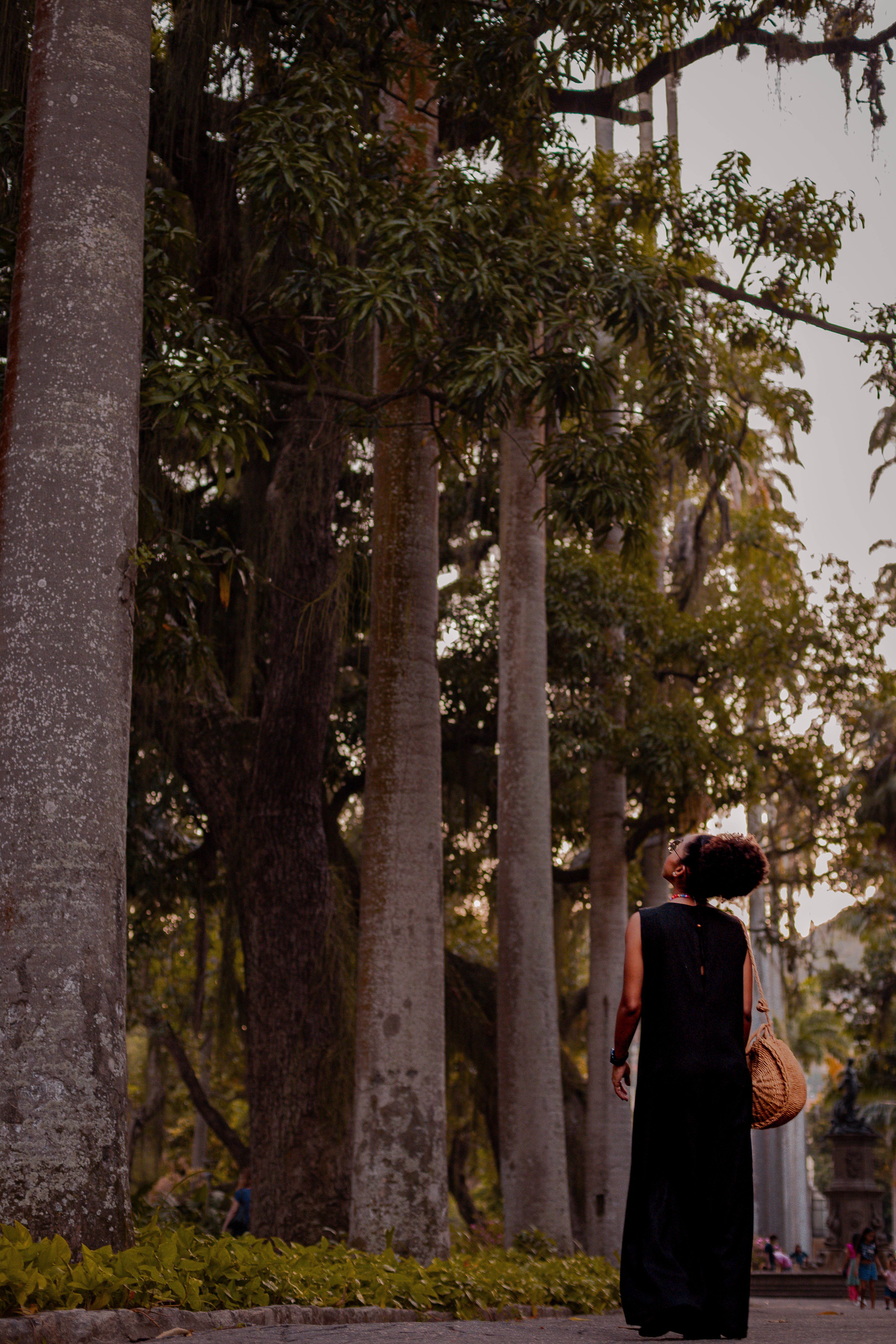 Woman Looking up at the Trees · Free Stock Photo