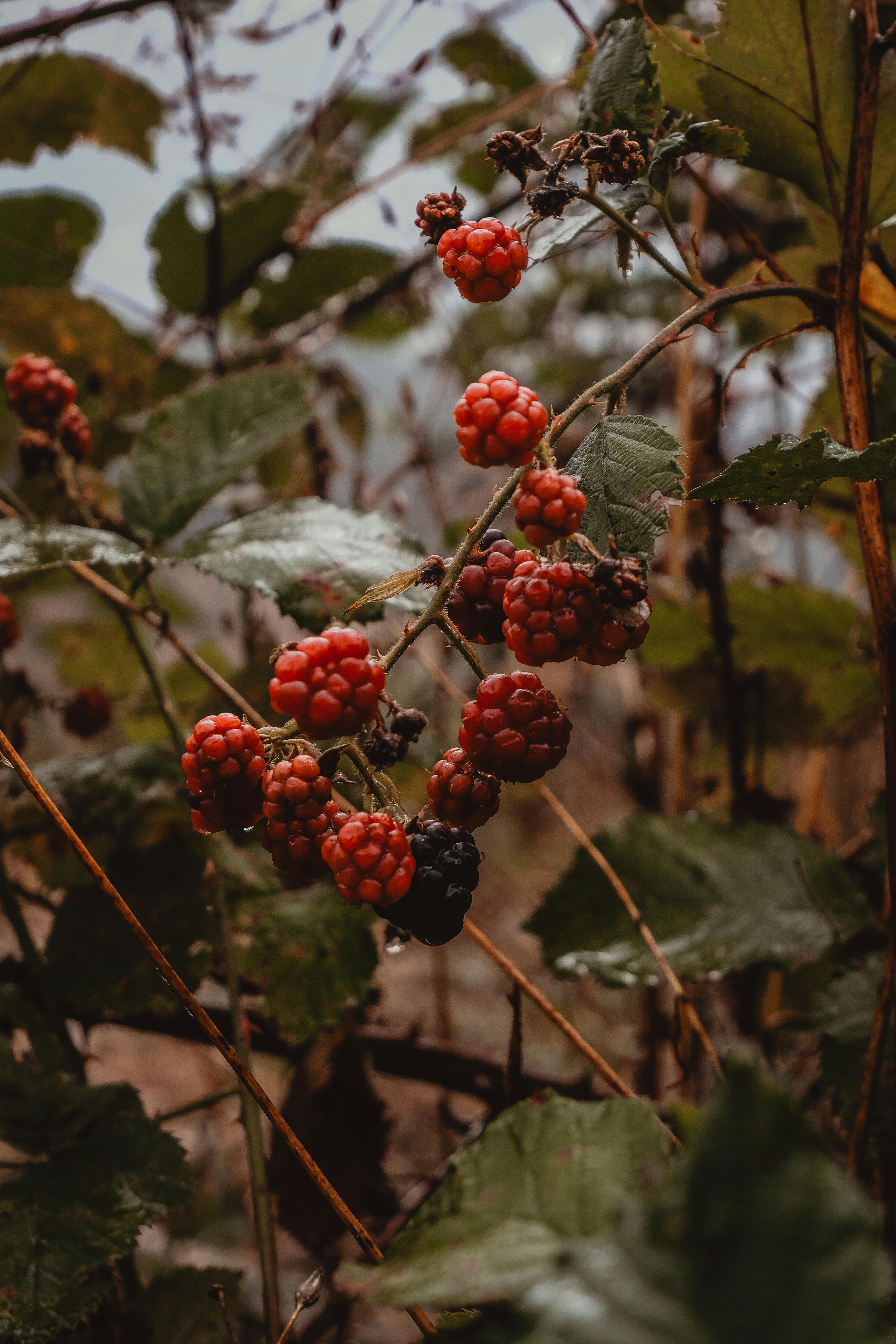 Red Raspberries · Free Stock Photo