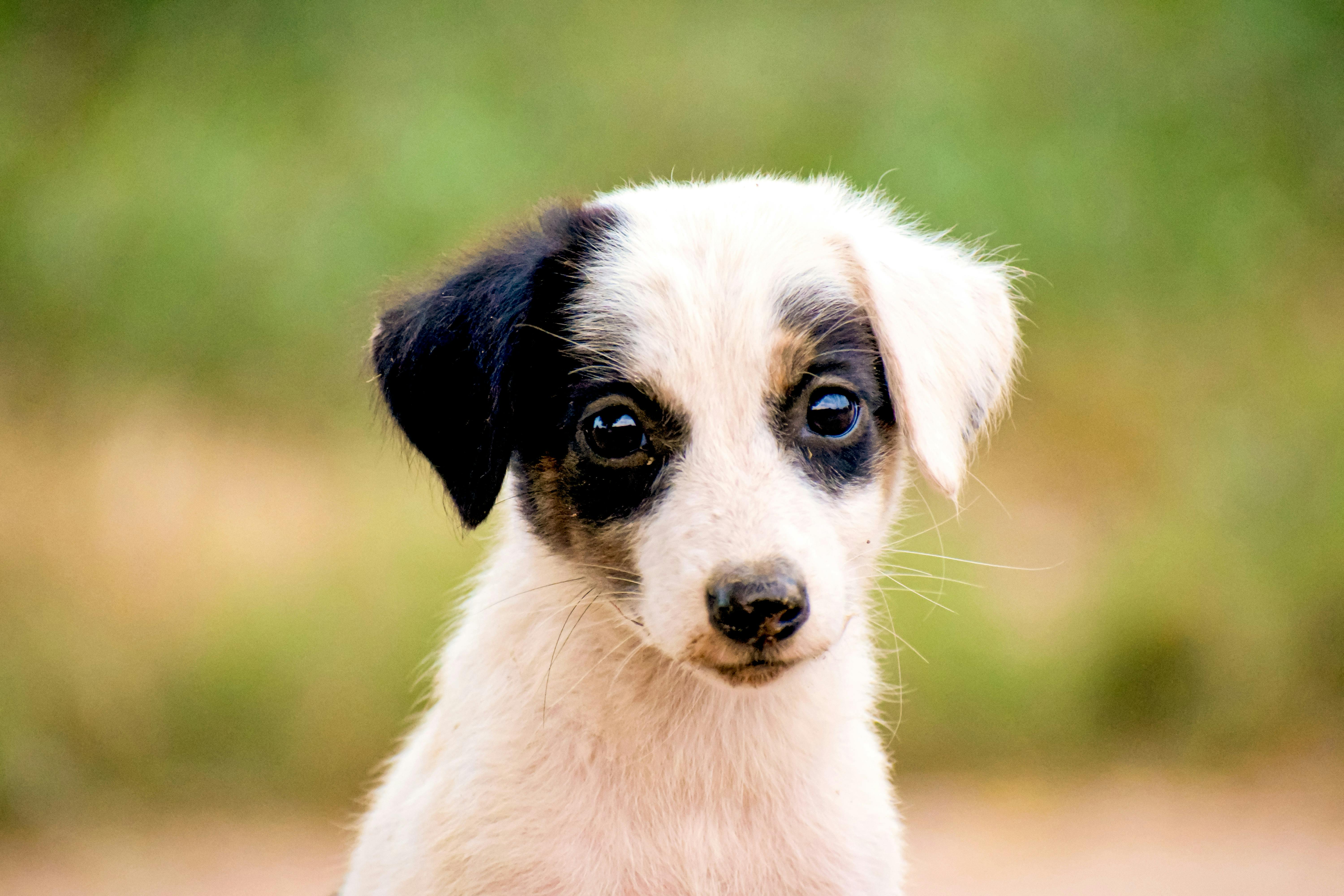 Dog face · Free Stock Photo