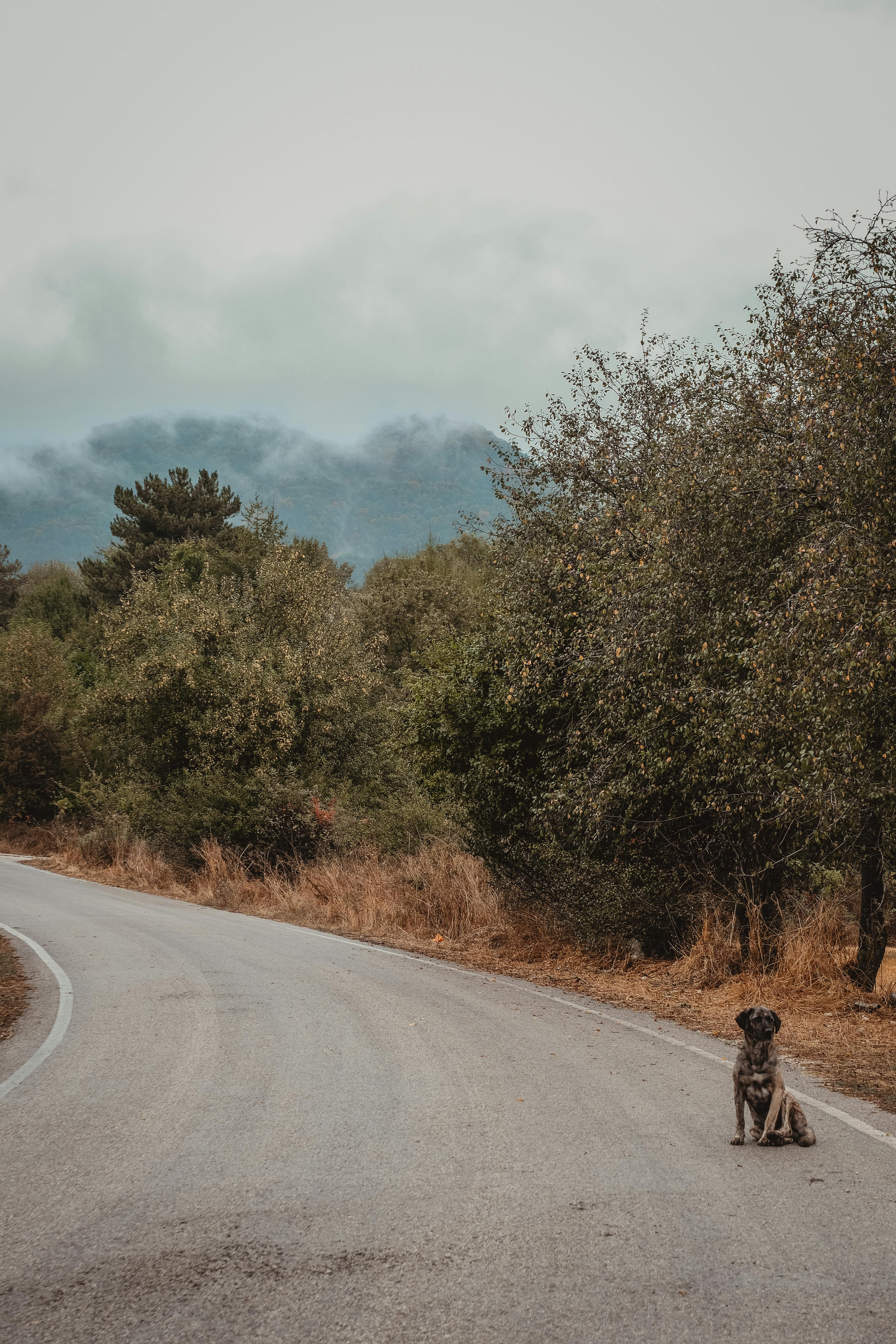 A Dog on an Asphalt Road in the Countryside · Free Stock Photo
