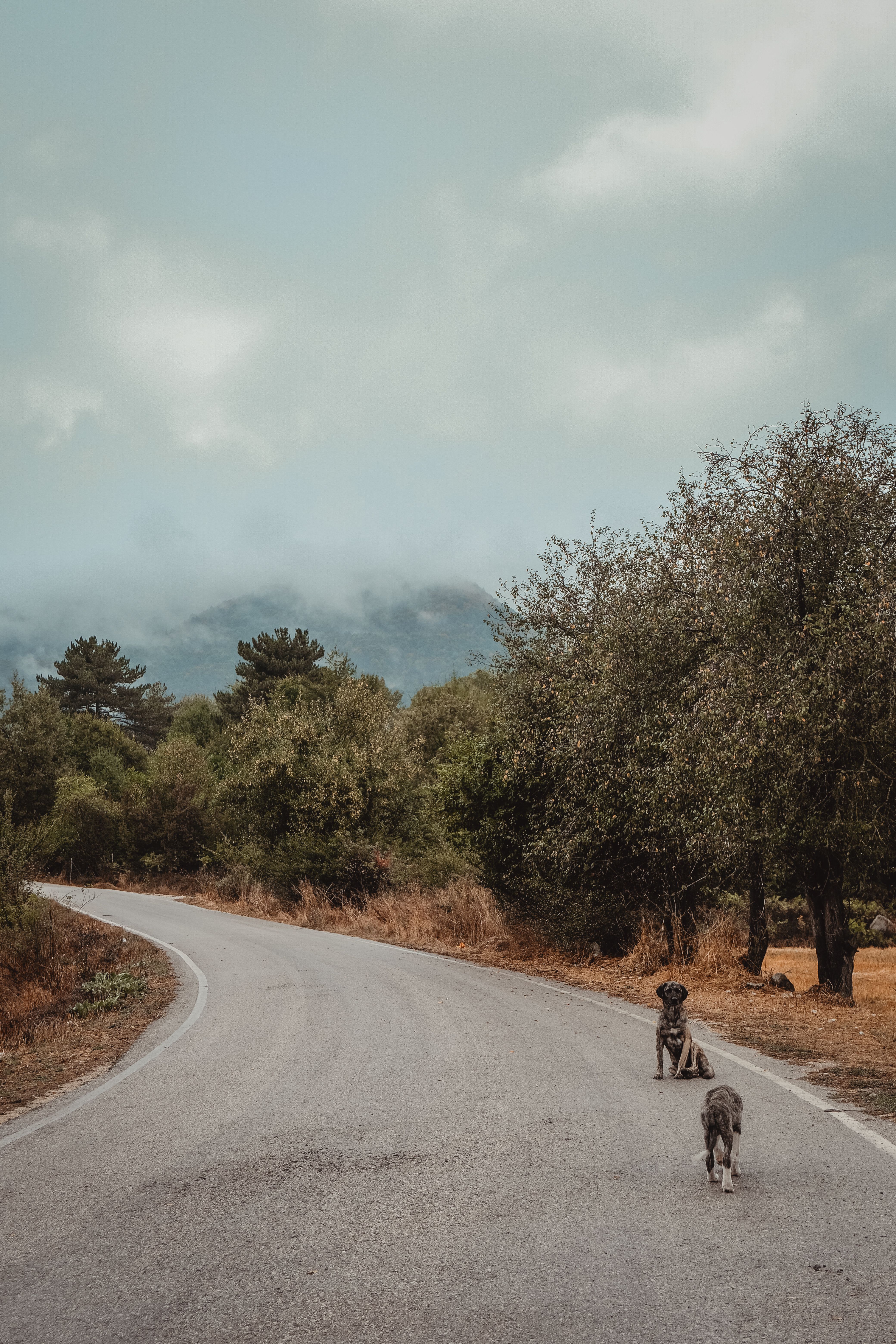 Dogs on a Road by the Trees · Free Stock Photo