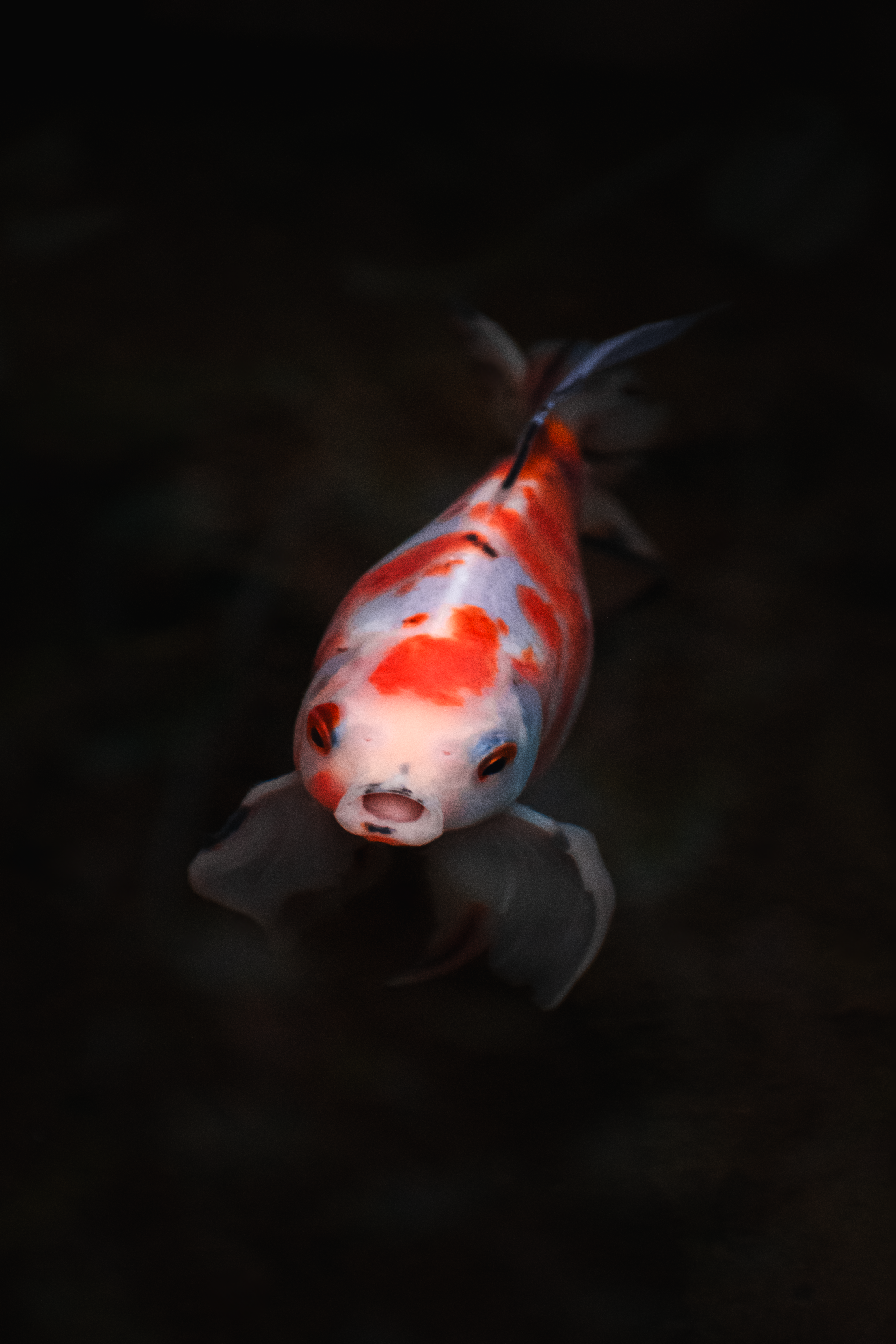 Photo gratuite de bassin, carpe, décoratif, koi, poisson, tir vertical
