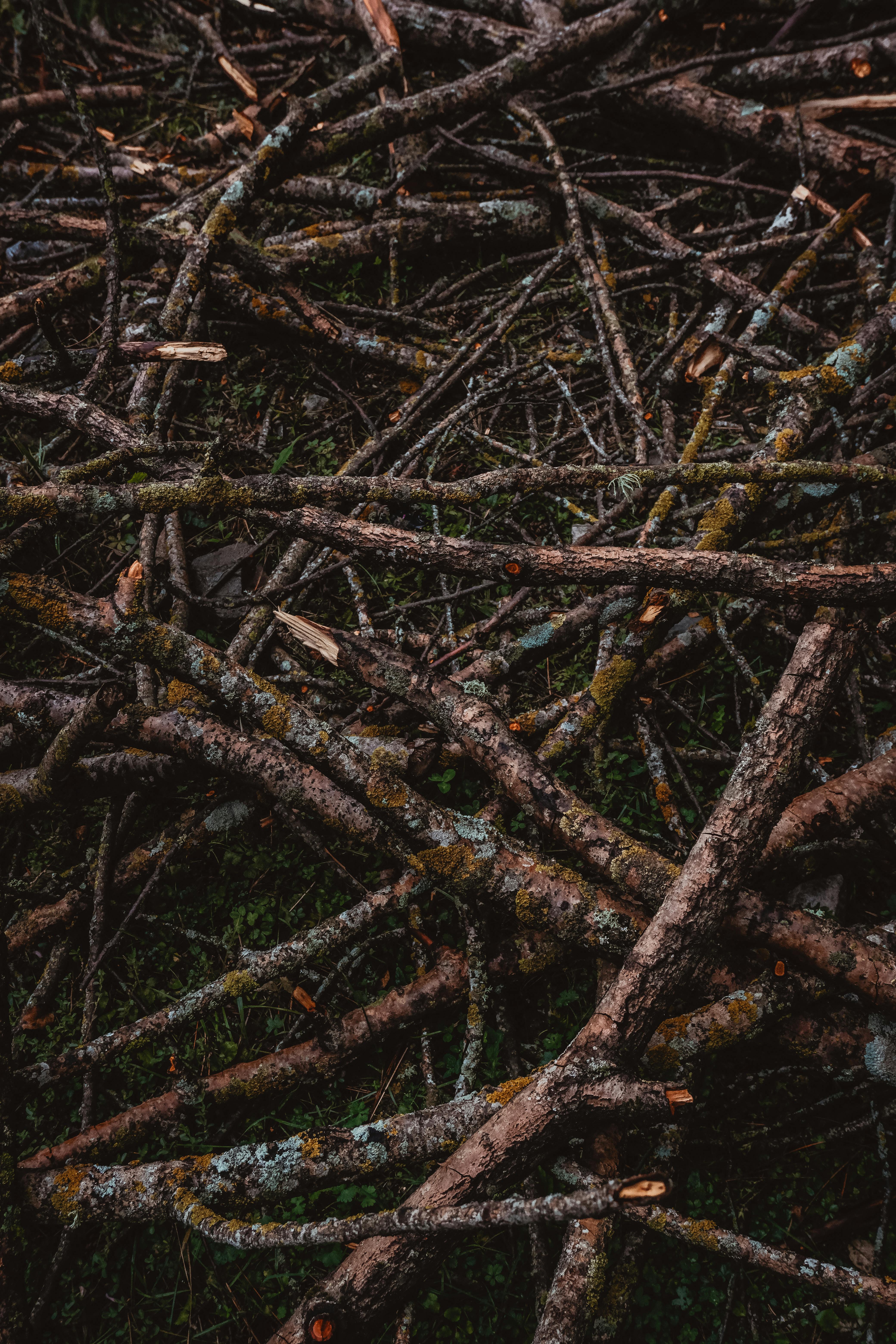 Close-up of dry Sticks on the Ground · Free Stock Photo