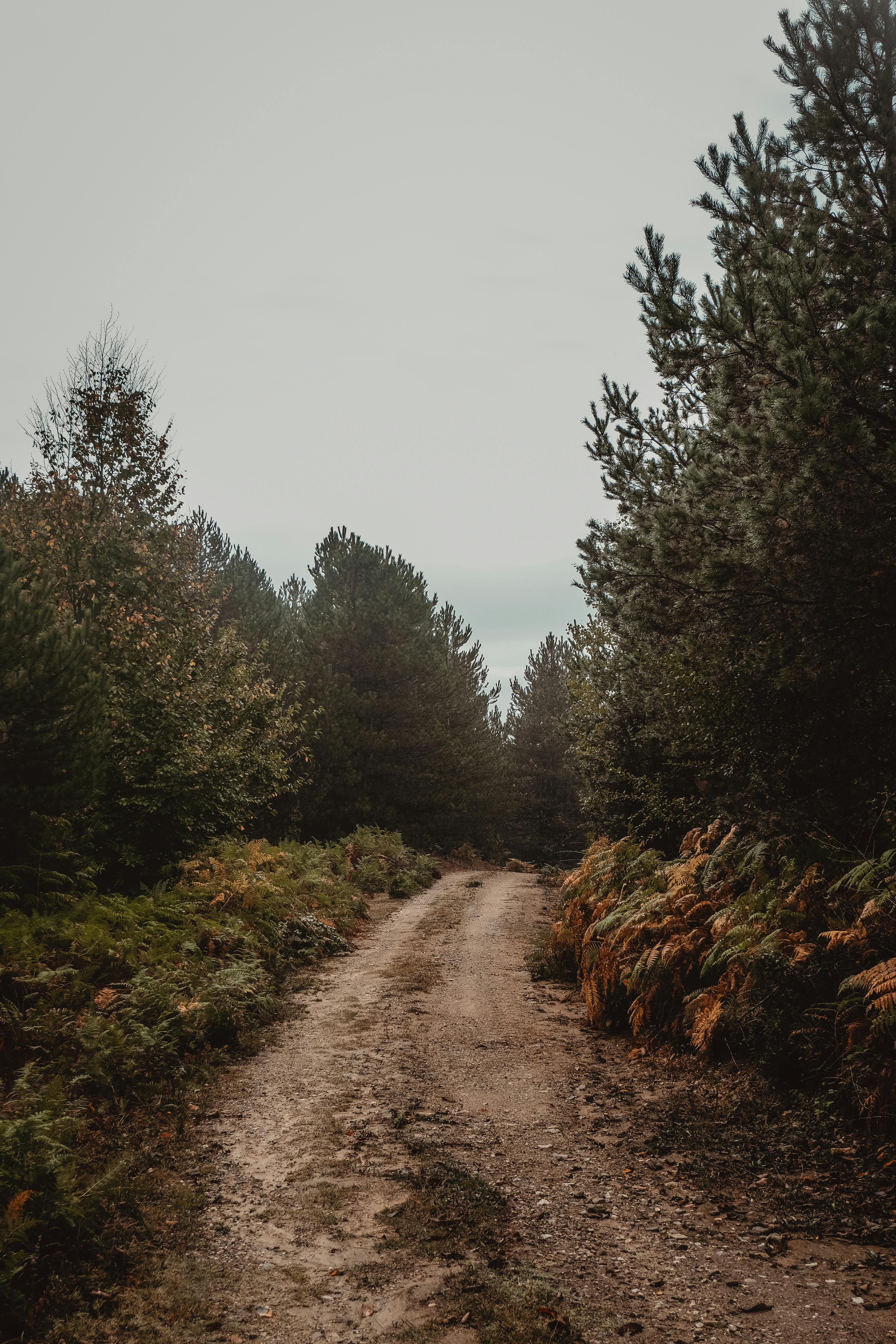 Unpaved Road in the Forest in Autumn · Free Stock Photo