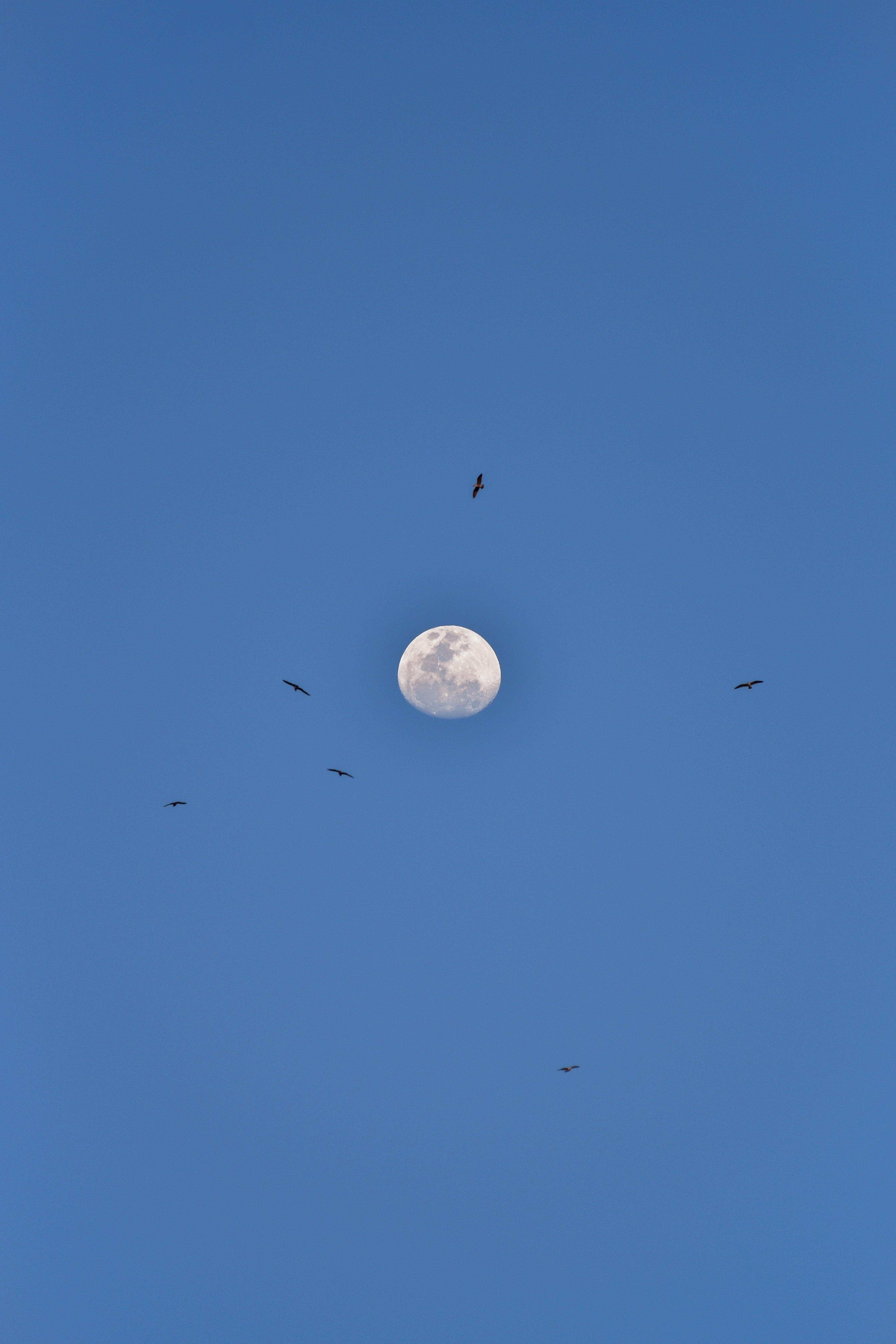 Moon Animated Photos, Download The BEST Free Moon Animated Stock Photos ...