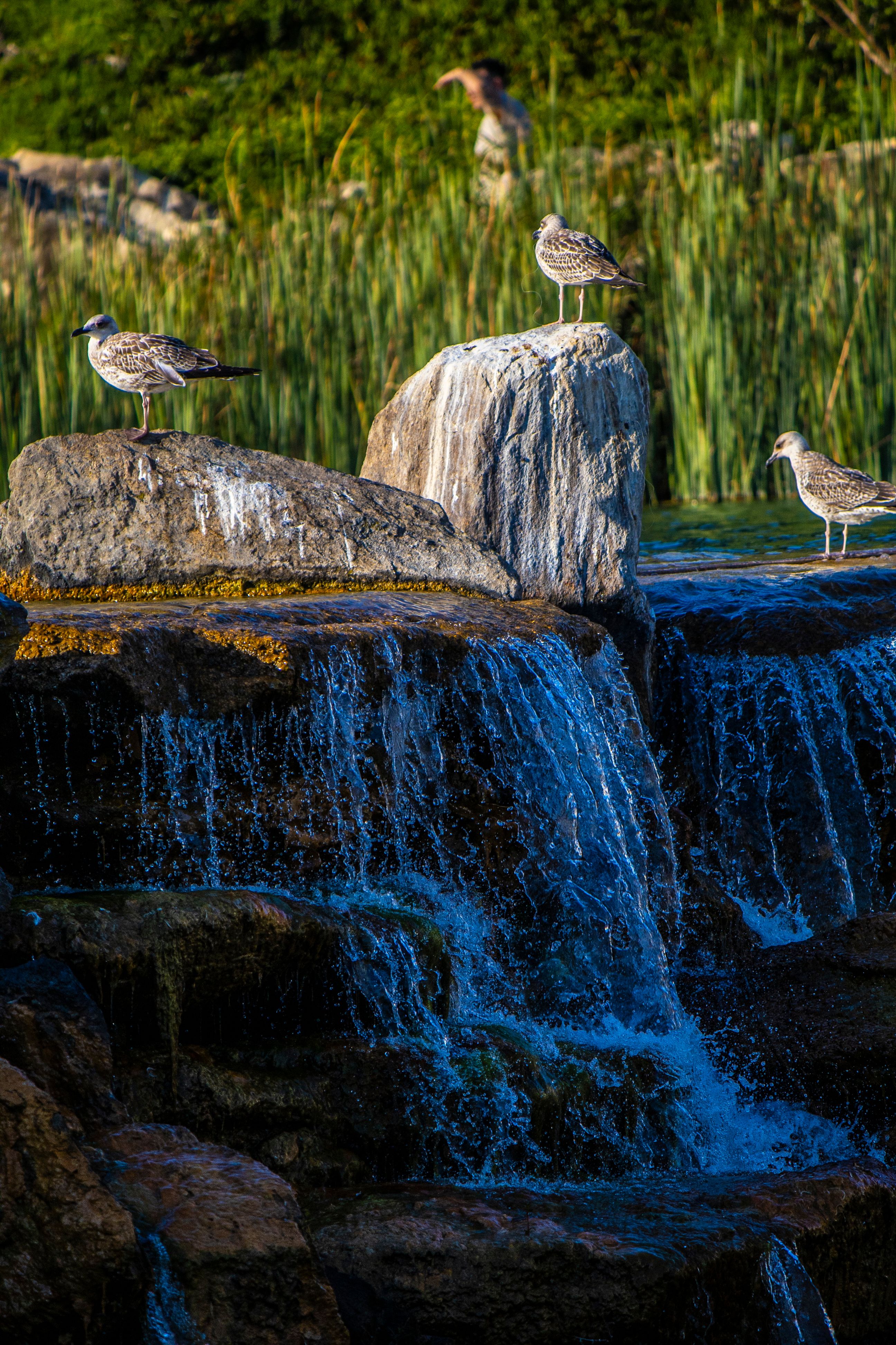 Birds At Waterfall Photos, Download The BEST Free Birds At Waterfall ...