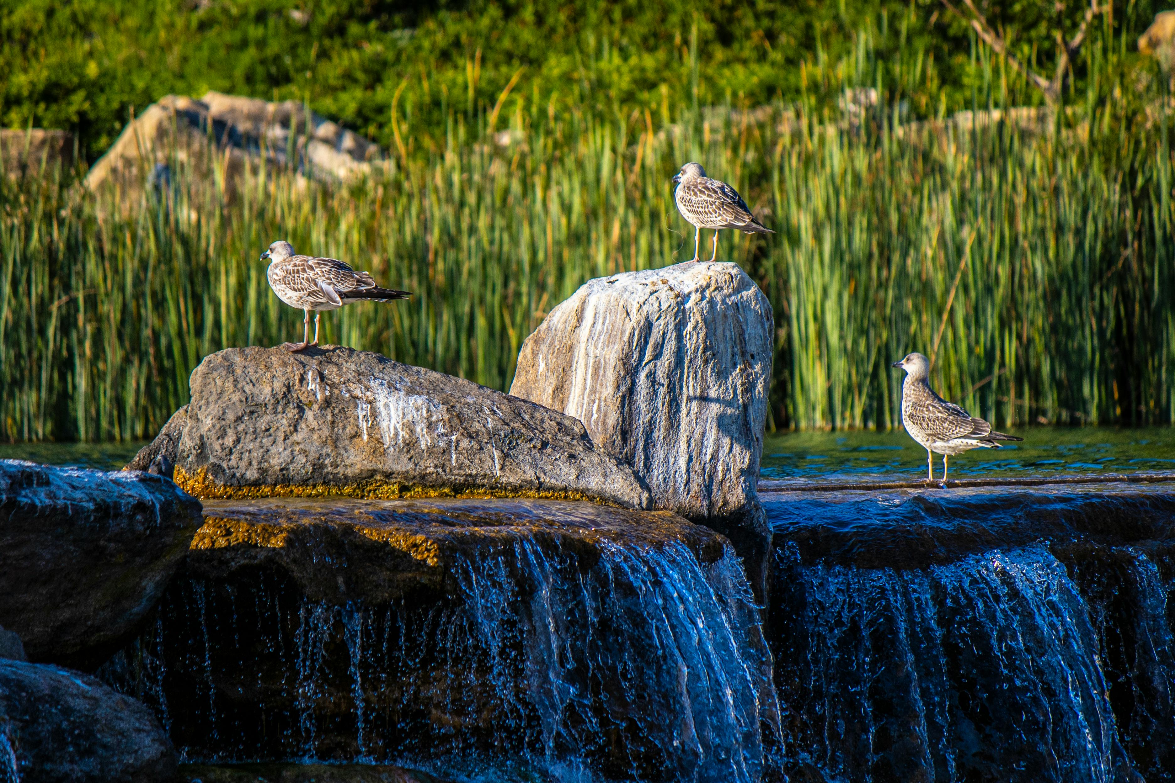 Foto de stock gratuita sobre acuático, agua, agua dulce, agua que fluye ...