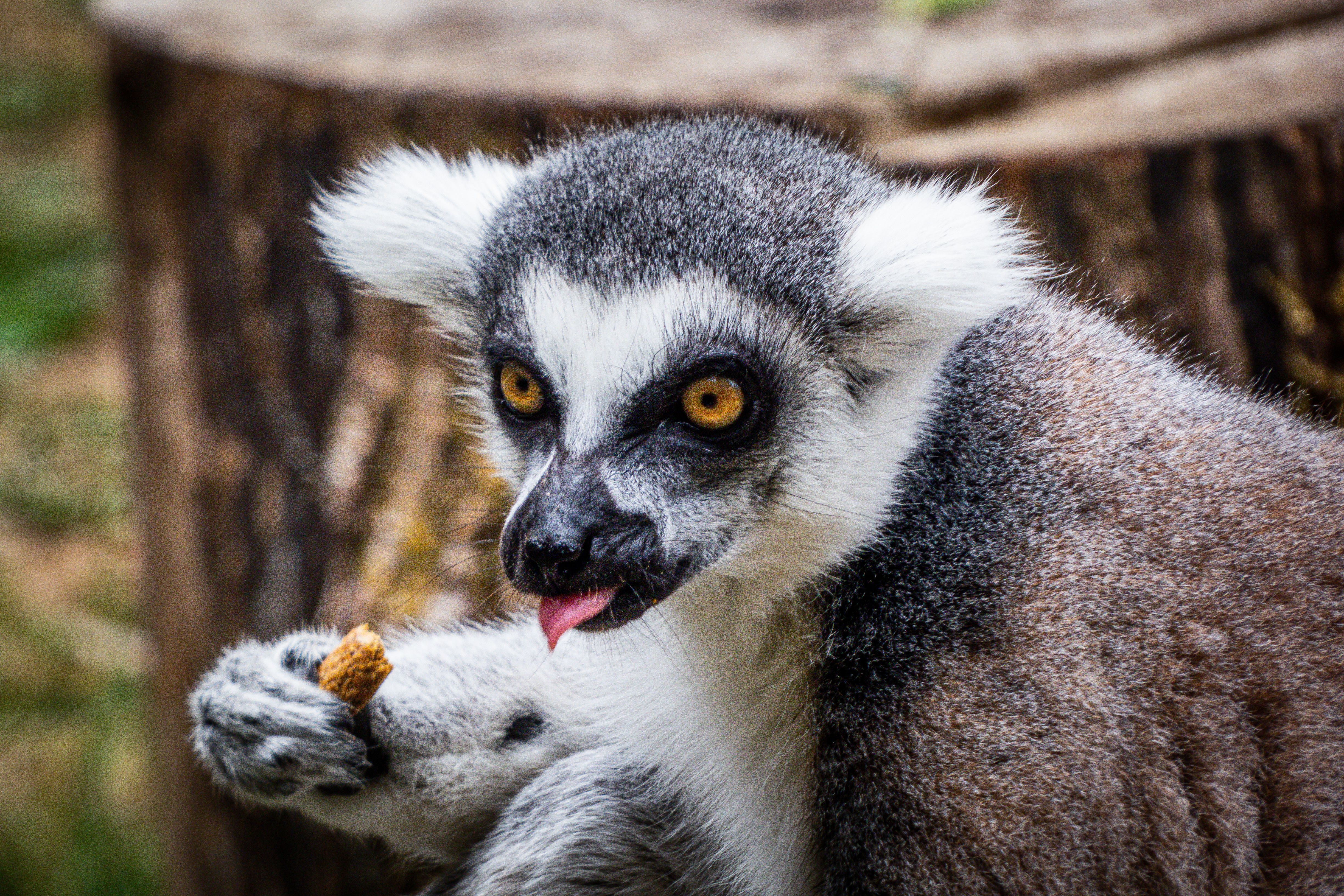 Lemur Holding Food · Free Stock Photo