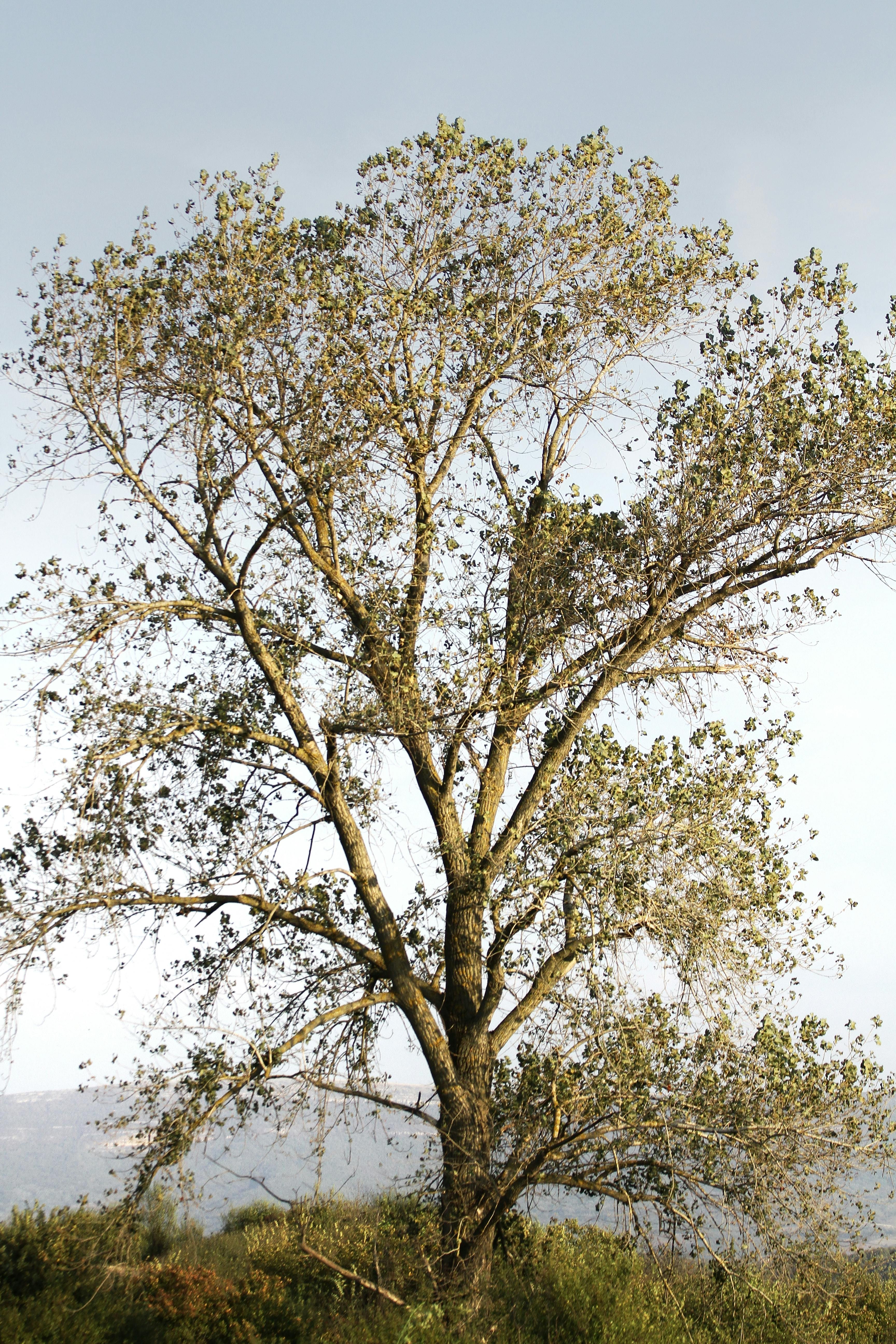 Single Tree in Countryside · Free Stock Photo