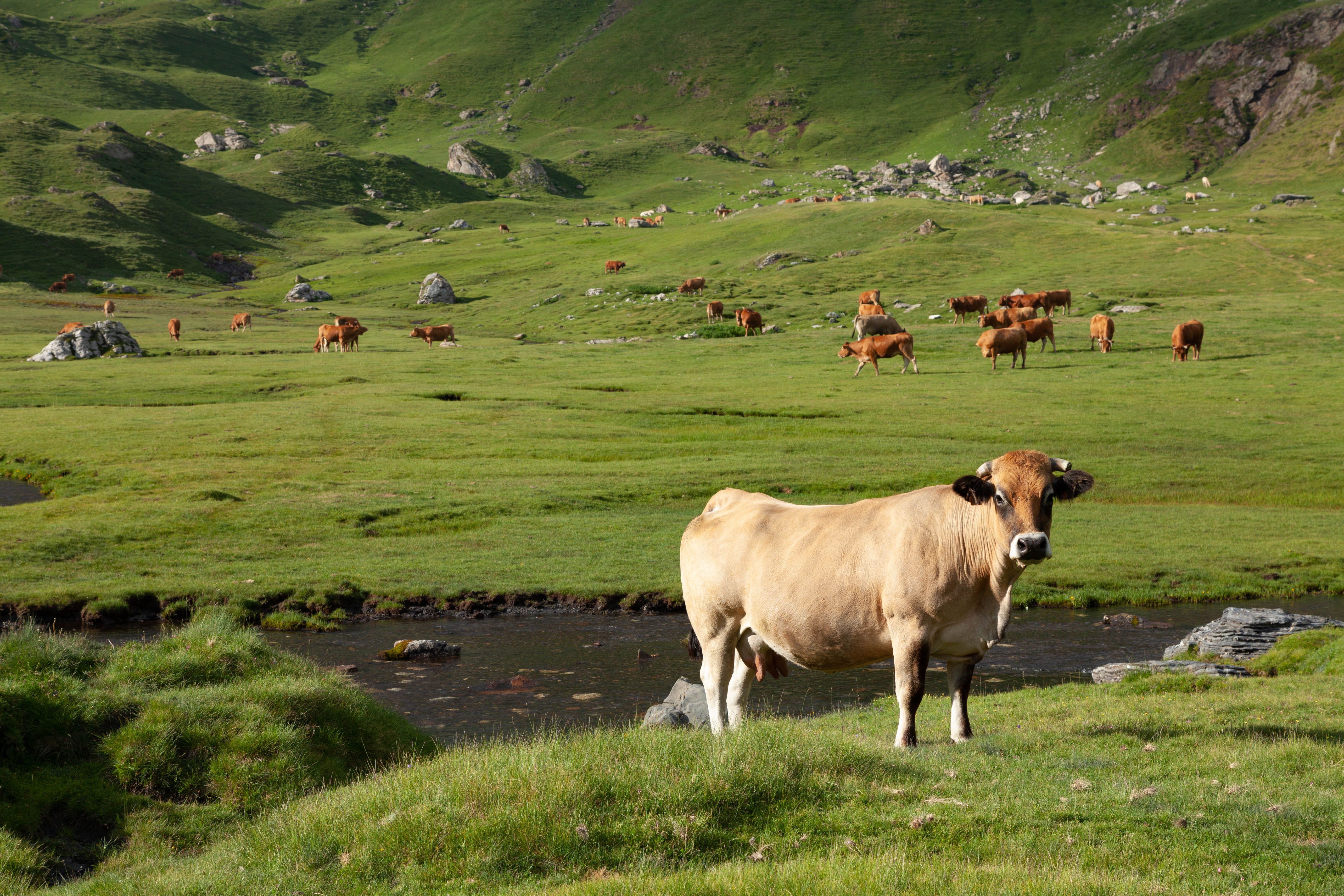 Cattle on Pasture in Valley · Free Stock Photo