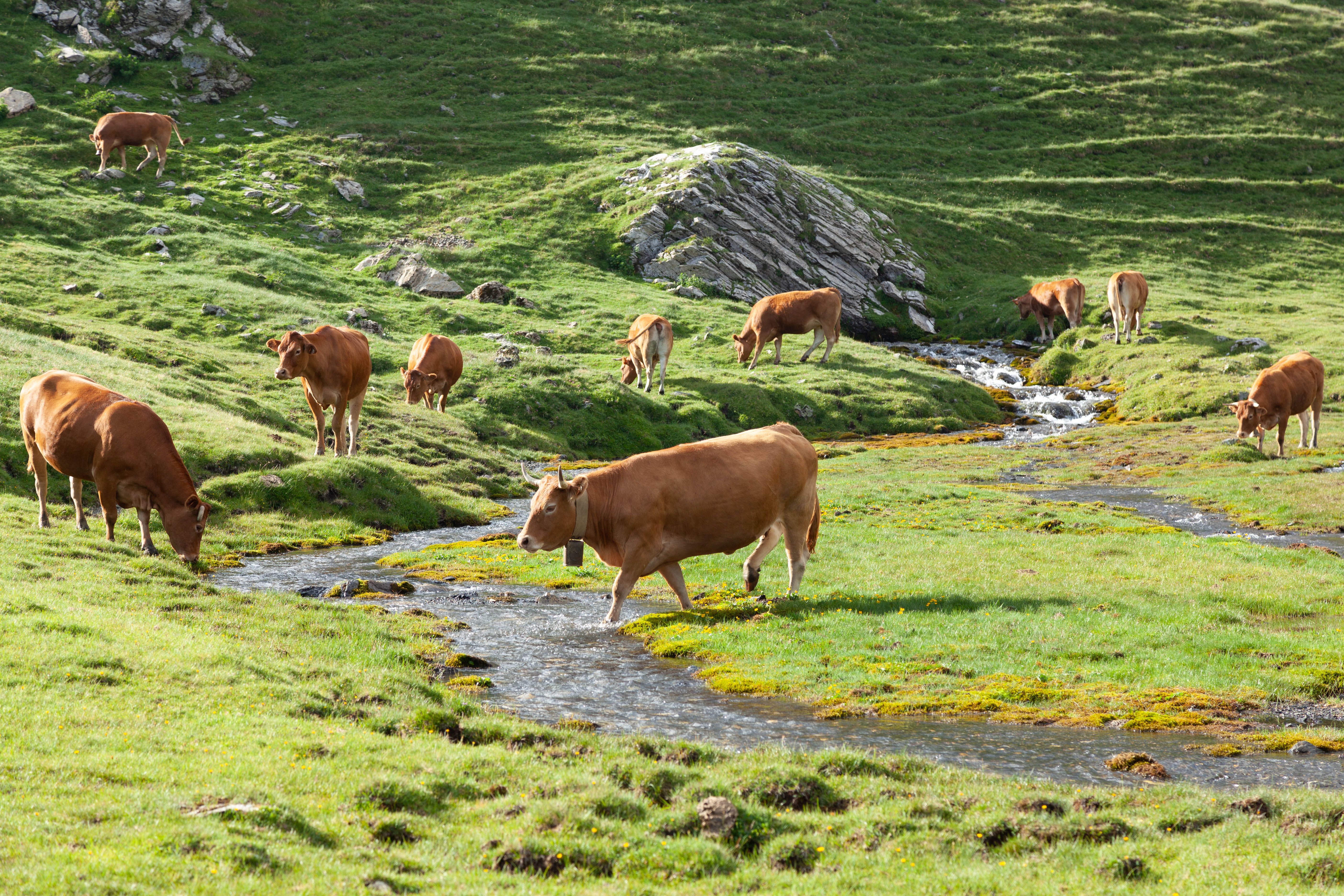 Cattle around Stream · Free Stock Photo