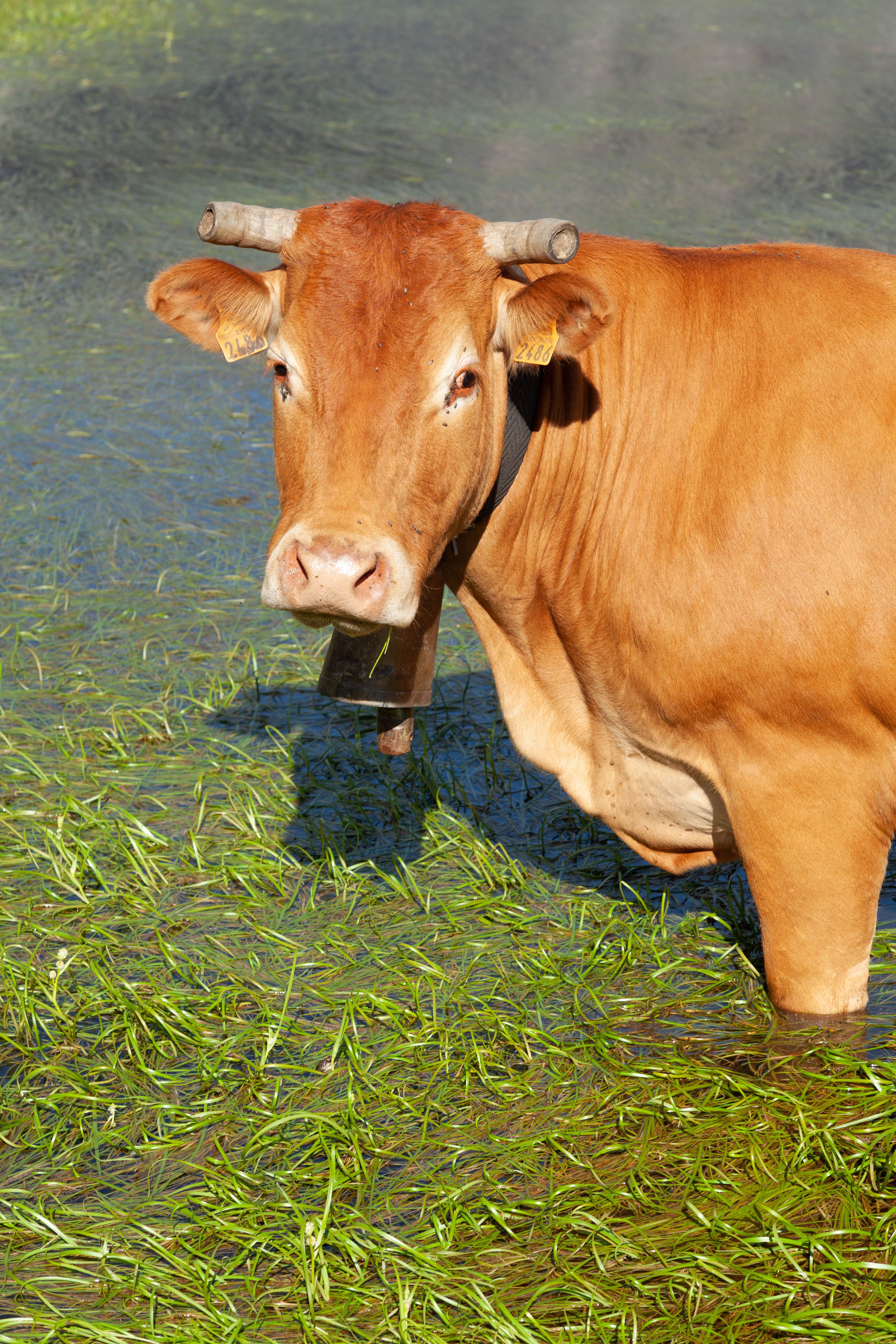 Portrait of Cow in Water · Free Stock Photo