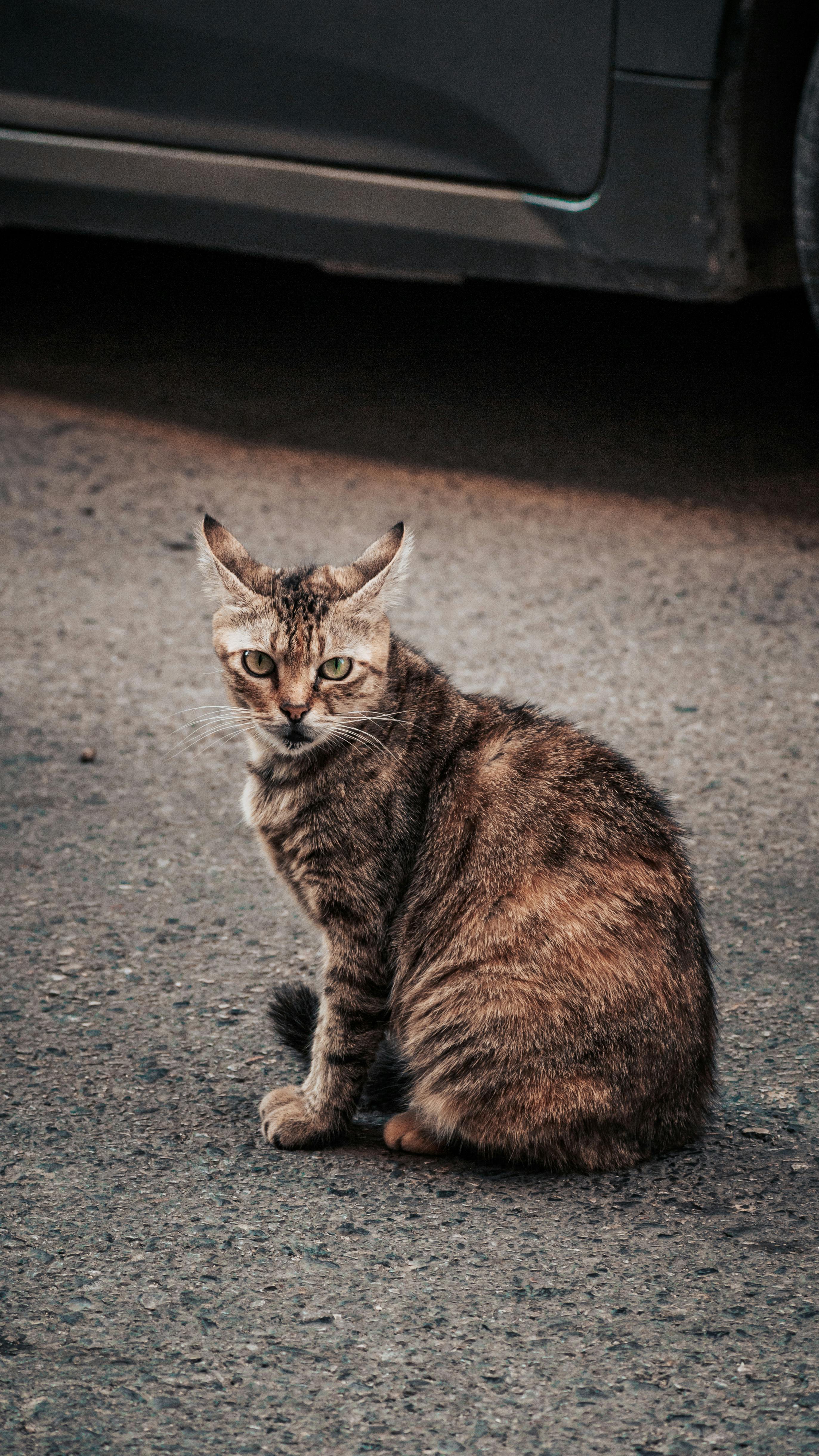 Cat Hd Wallpapers Photos, Download The BEST Free Cat Hd Wallpapers ...