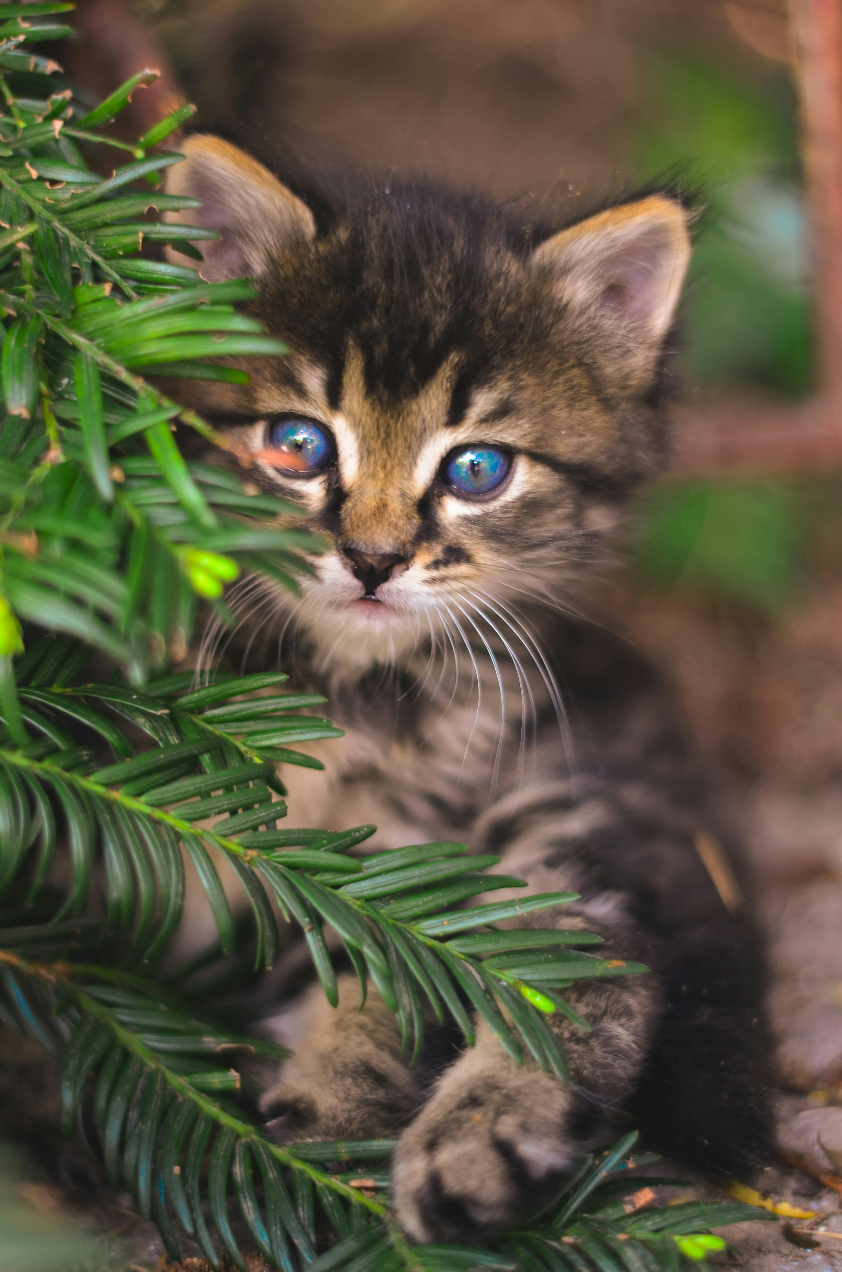 Close up of Kitten · Free Stock Photo