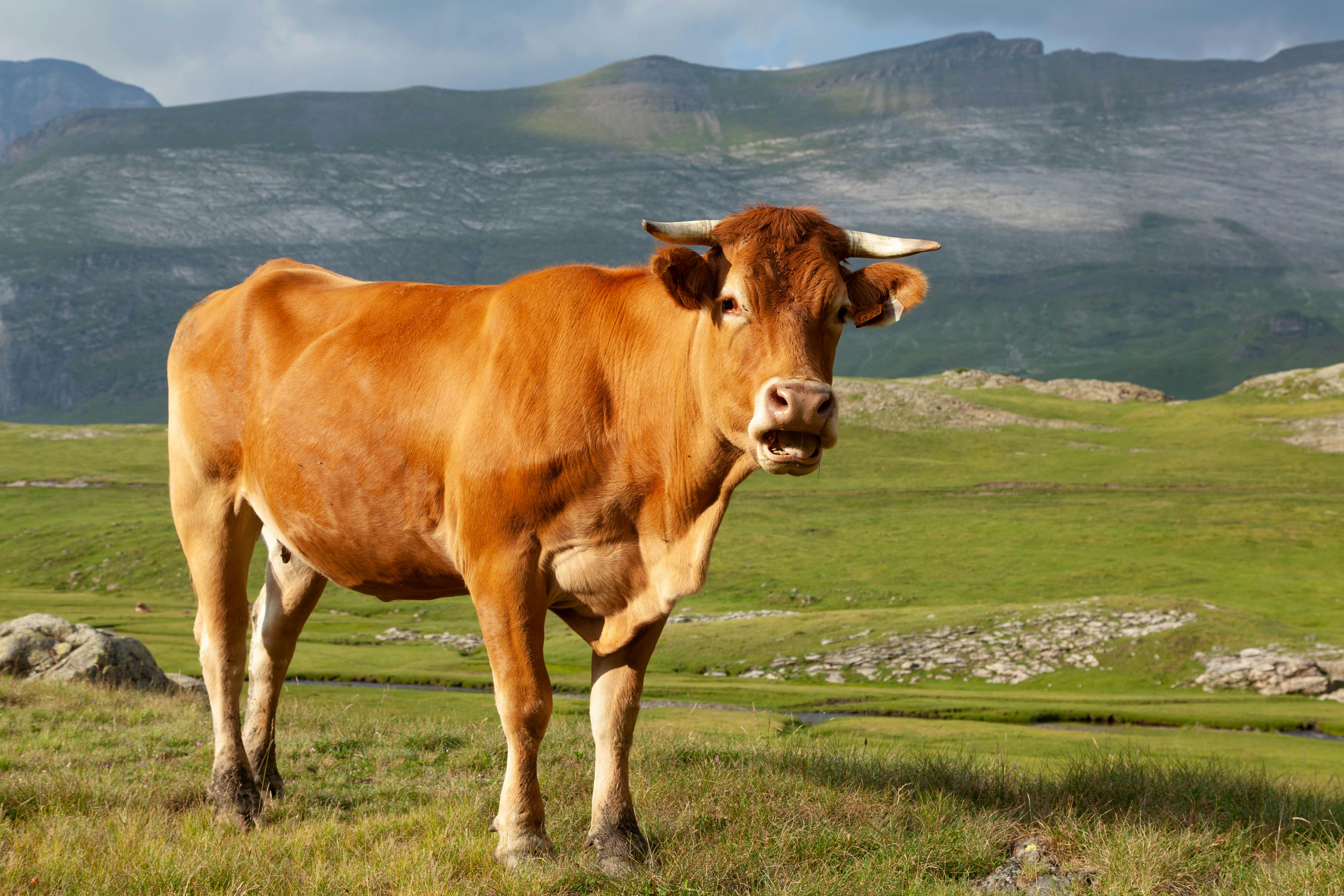 4k Cow Wallpaper Photos, Download The BEST Free 4k Cow Wallpaper Stock ...