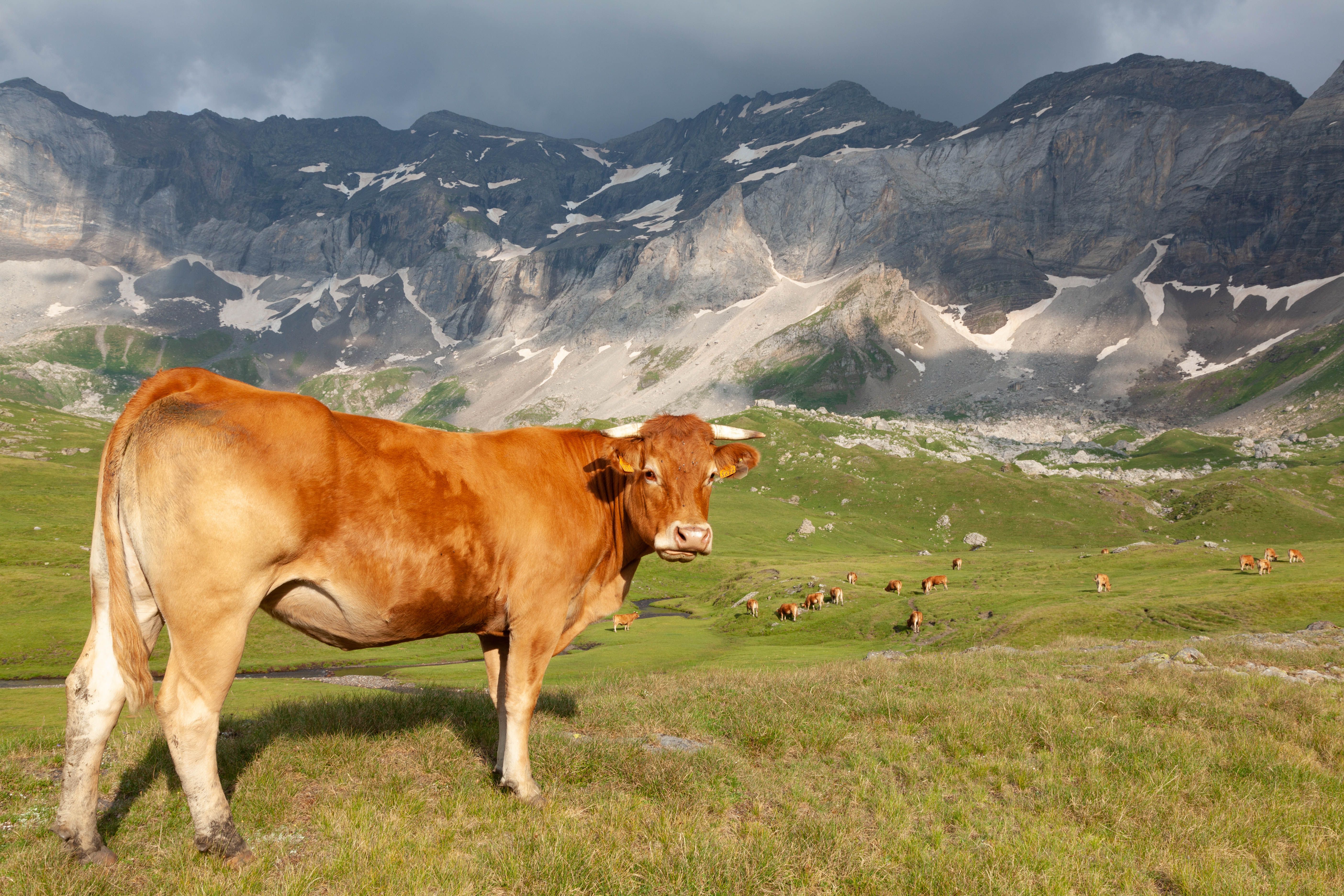 Indian Cow Wallpaper Photos, Download The BEST Free Indian Cow ...