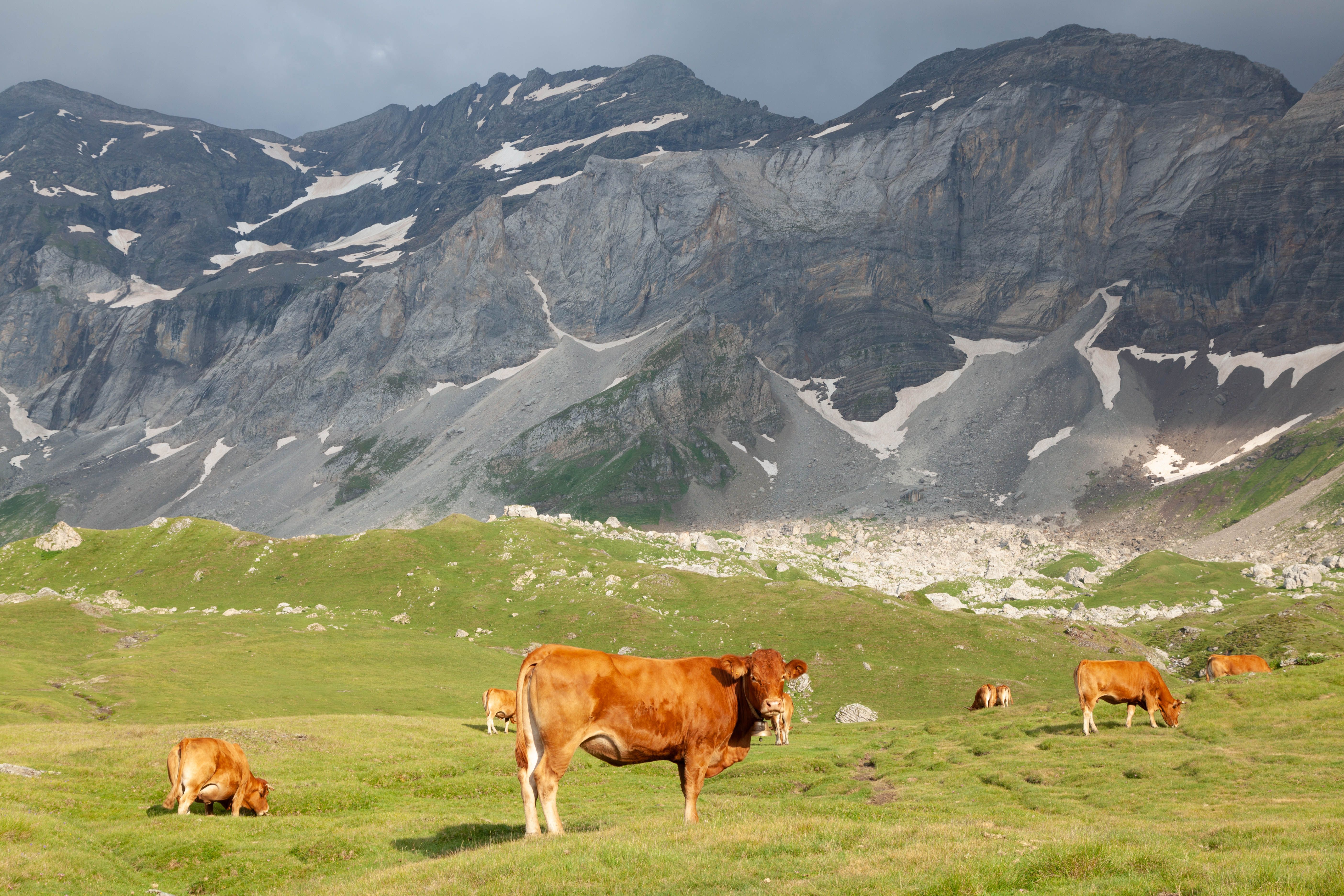 Photo gratuite de agriculture, beauté naturelle, bétail, bos taurus ...