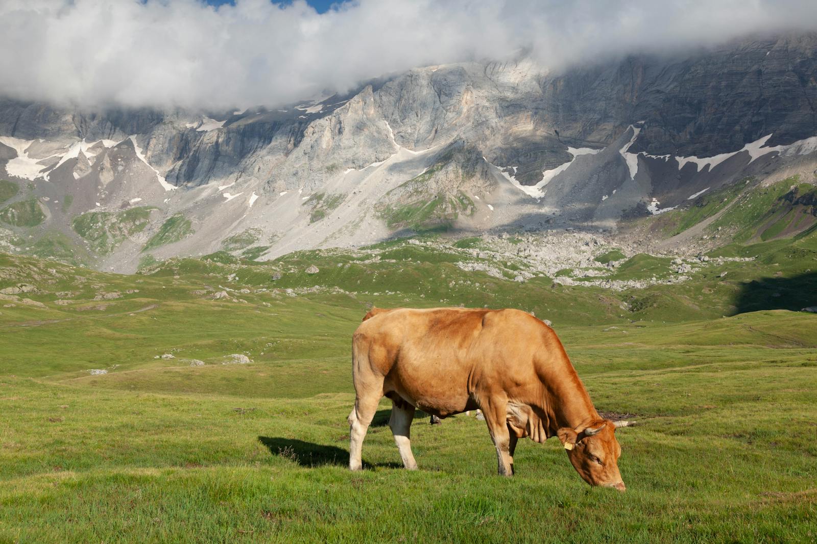 Indian Cow Wallpaper Photos, Download The BEST Free Indian Cow ...