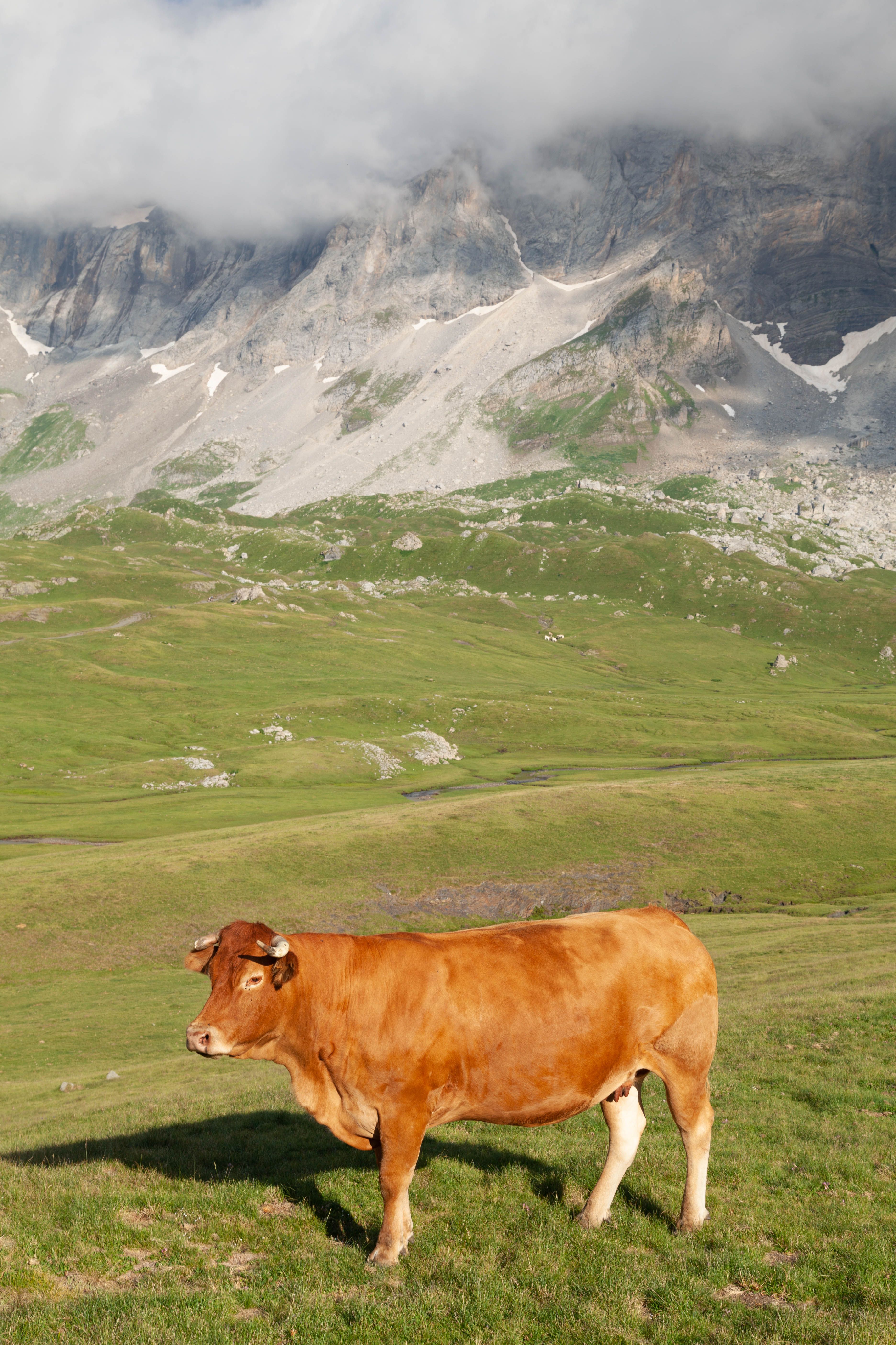 Bucolic Photos, Download The BEST Free Bucolic Stock Photos & HD Images