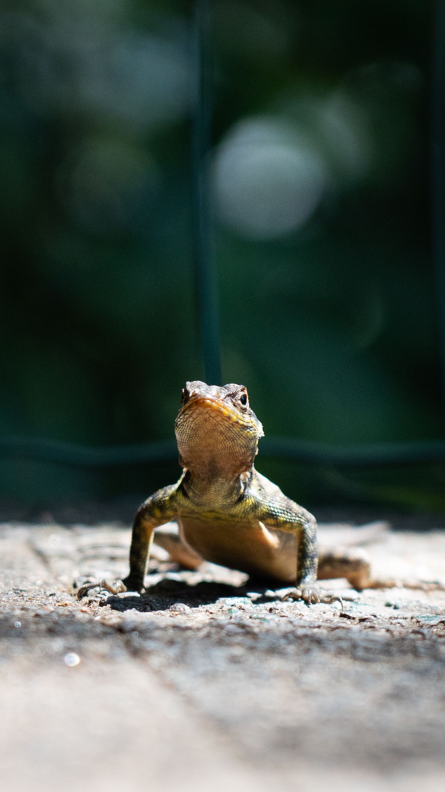 Large Headed Anole Lizard · Free Stock Photo