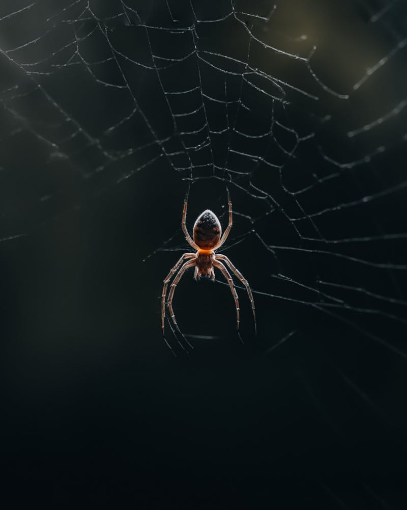 Barn Spider Photos, Download The BEST Free Barn Spider Stock Photos ...