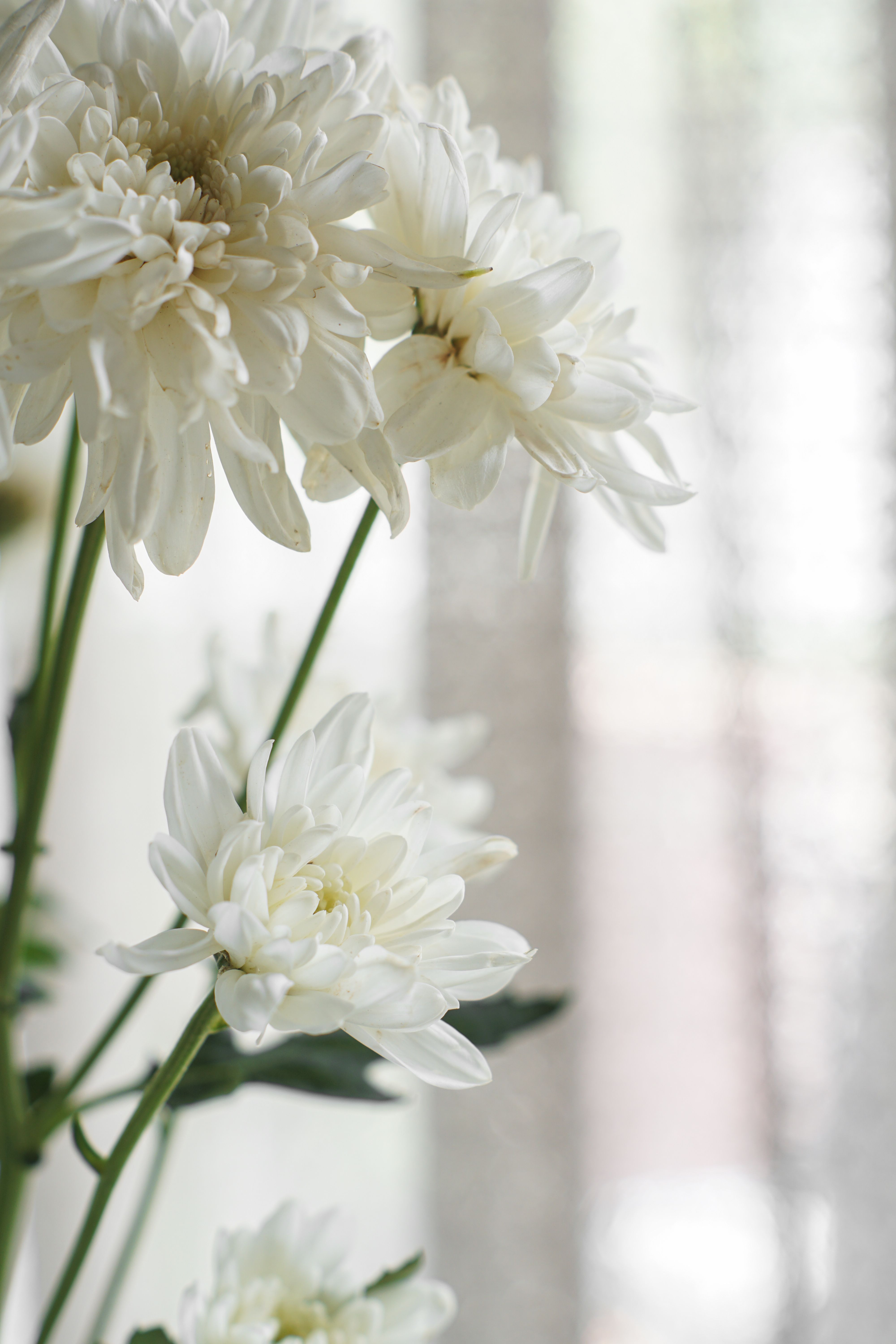 Delicates Photos, Download The BEST Free Delicates Stock Photos & HD Images