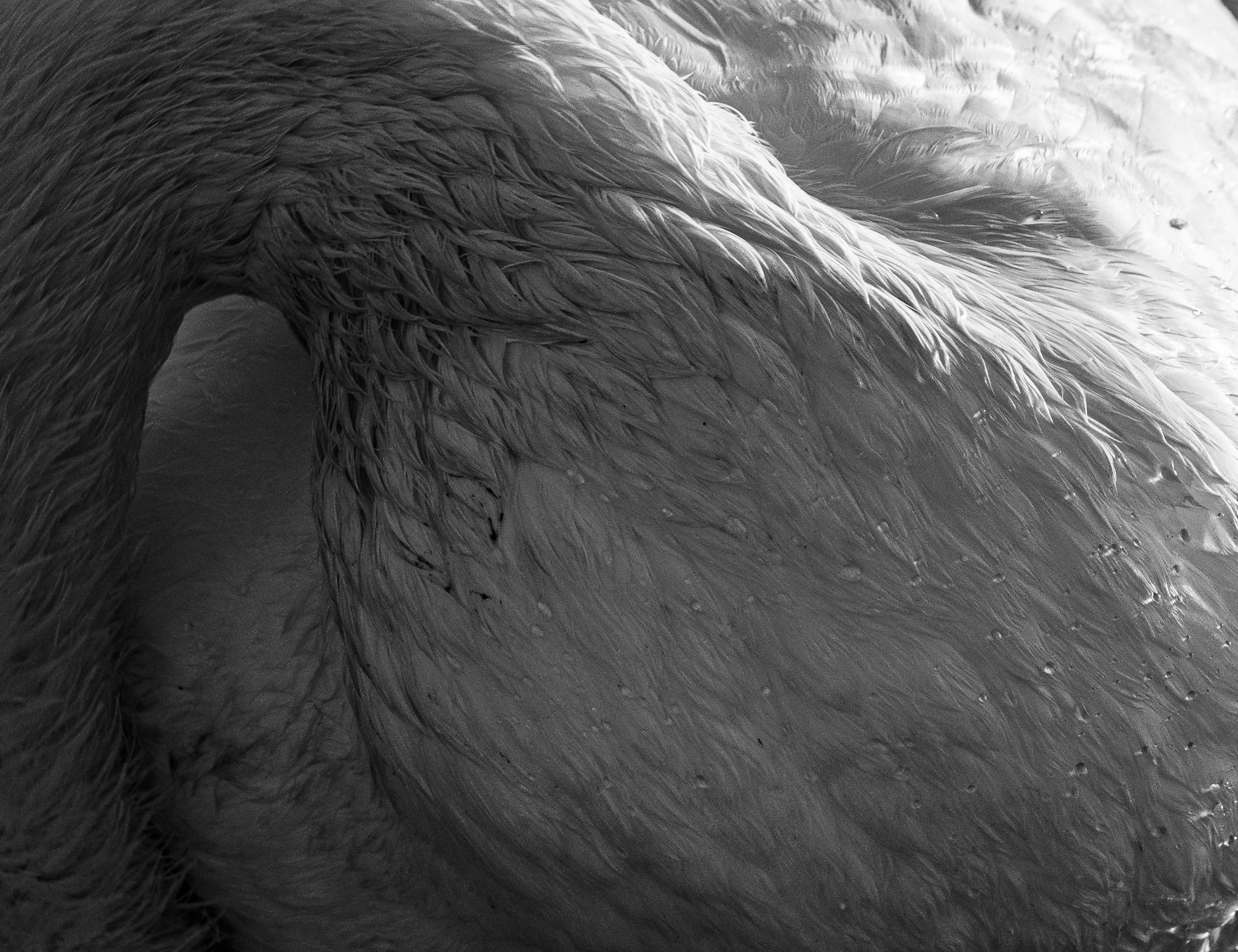 Close-up Grayscale Photo of Swan · Free Stock Photo