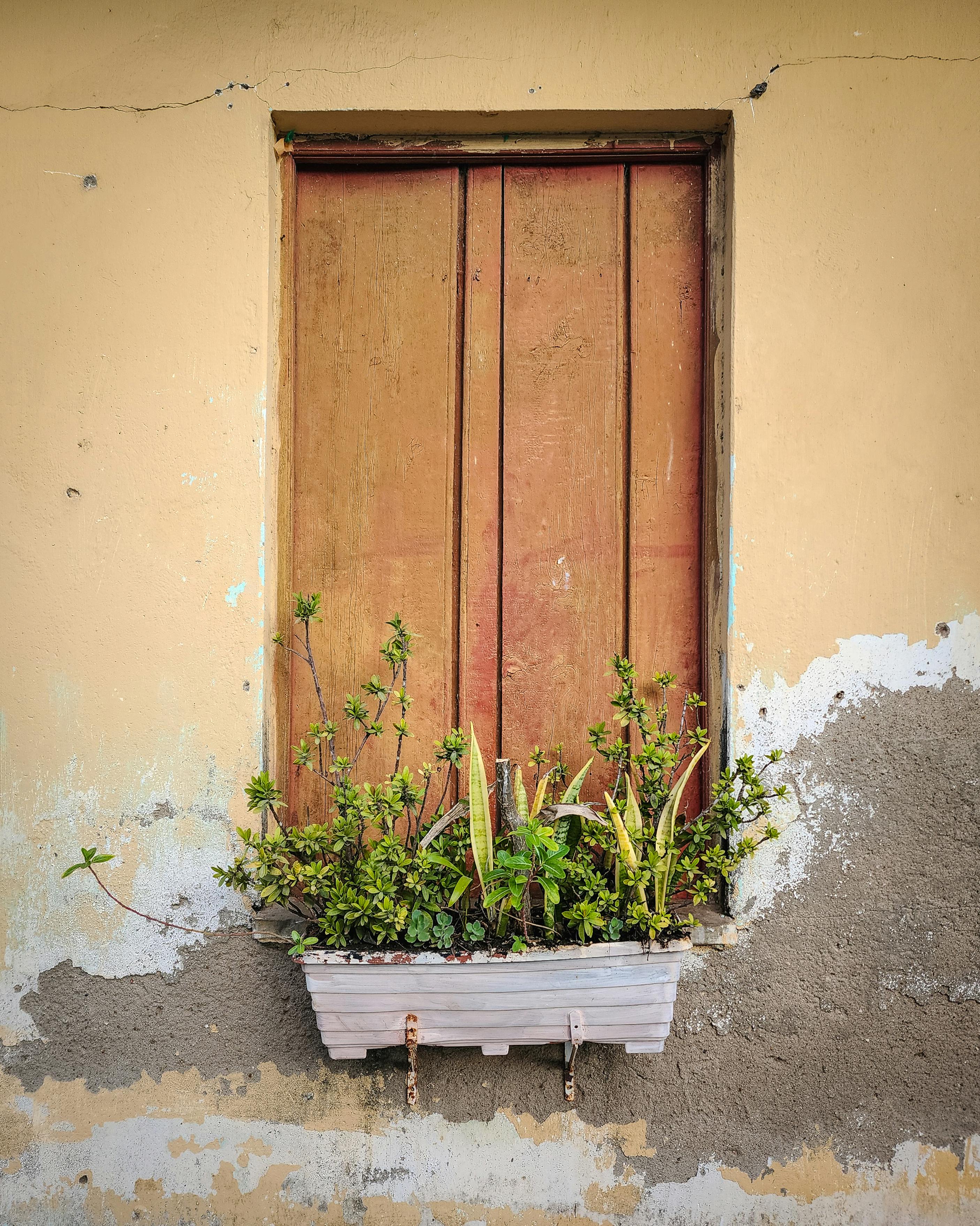 Maceta Con Plantas En Ventana Con Contraventanas · Foto de stock gratuita