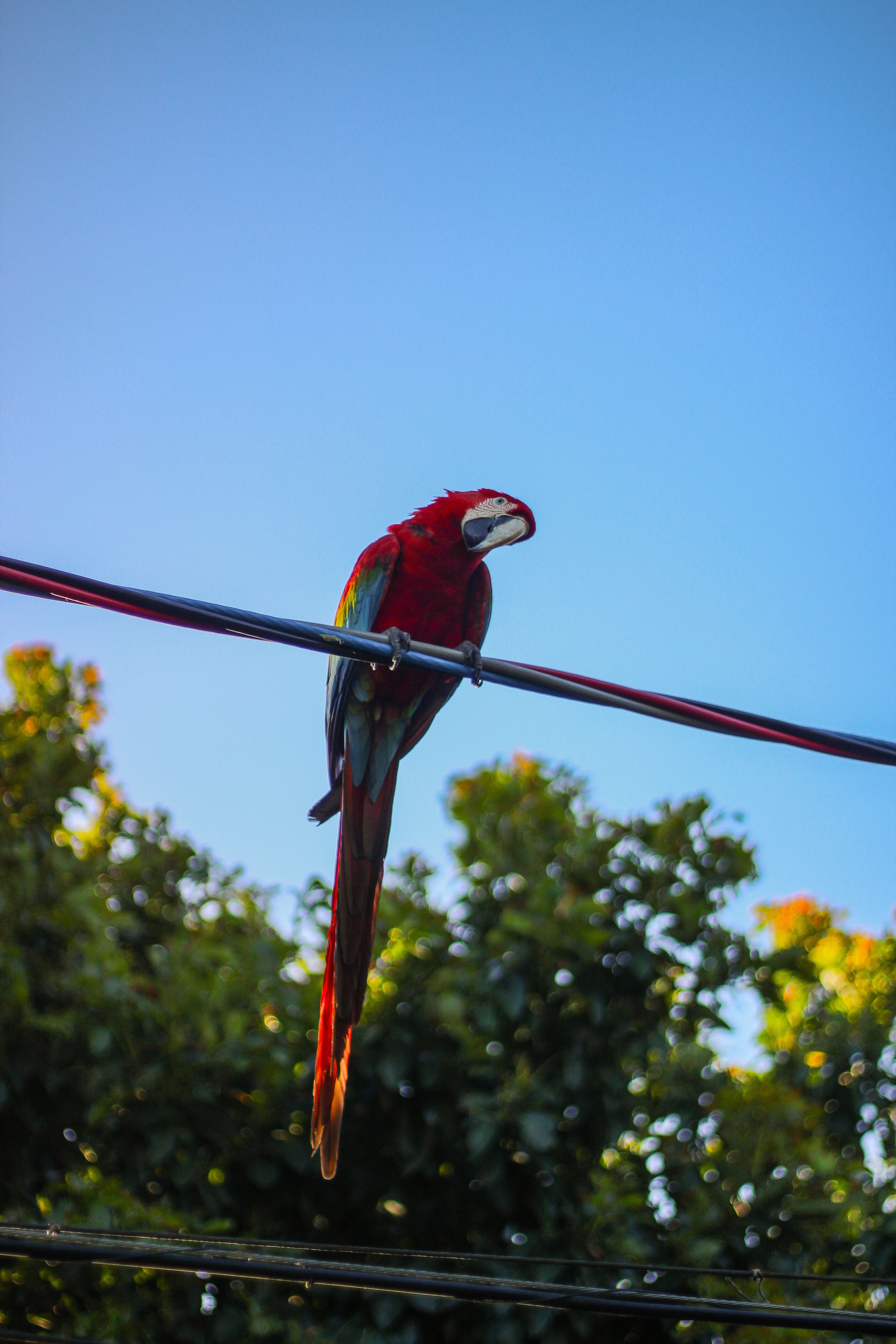 Macaw Parrot Perching on Wire · Free Stock Photo