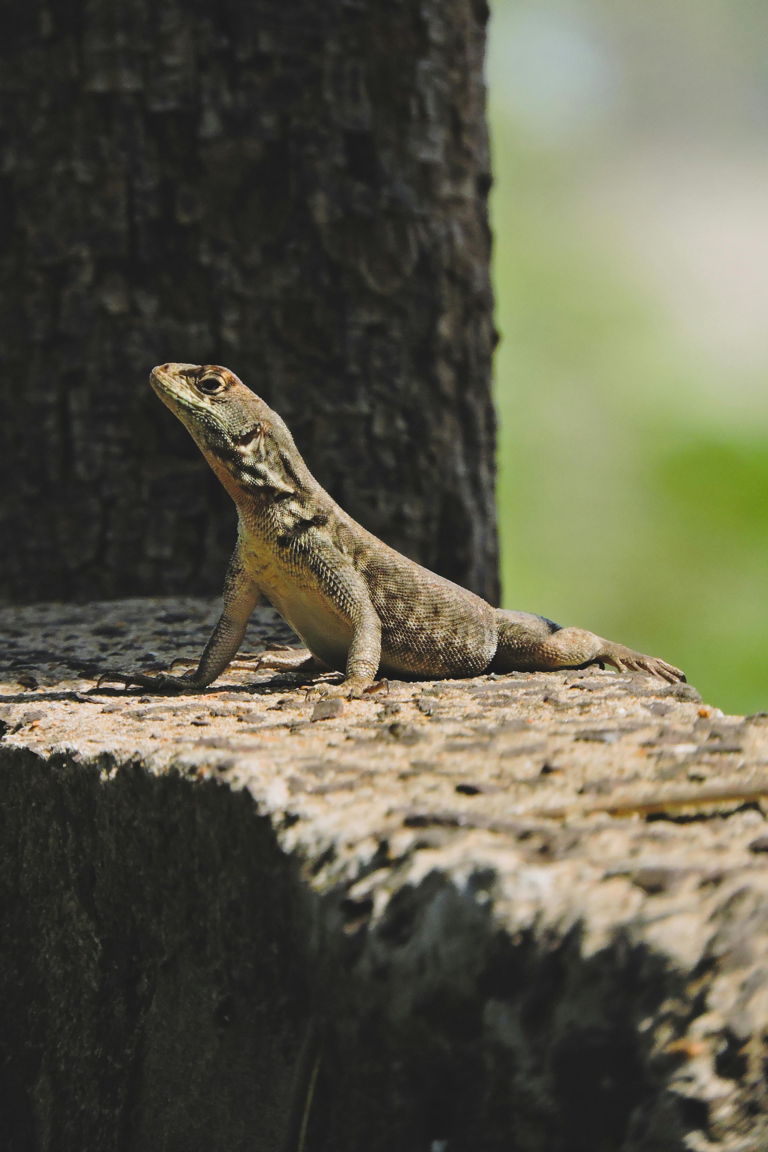 Lizard On Wall Photos, Download The BEST Free Lizard On Wall Stock ...