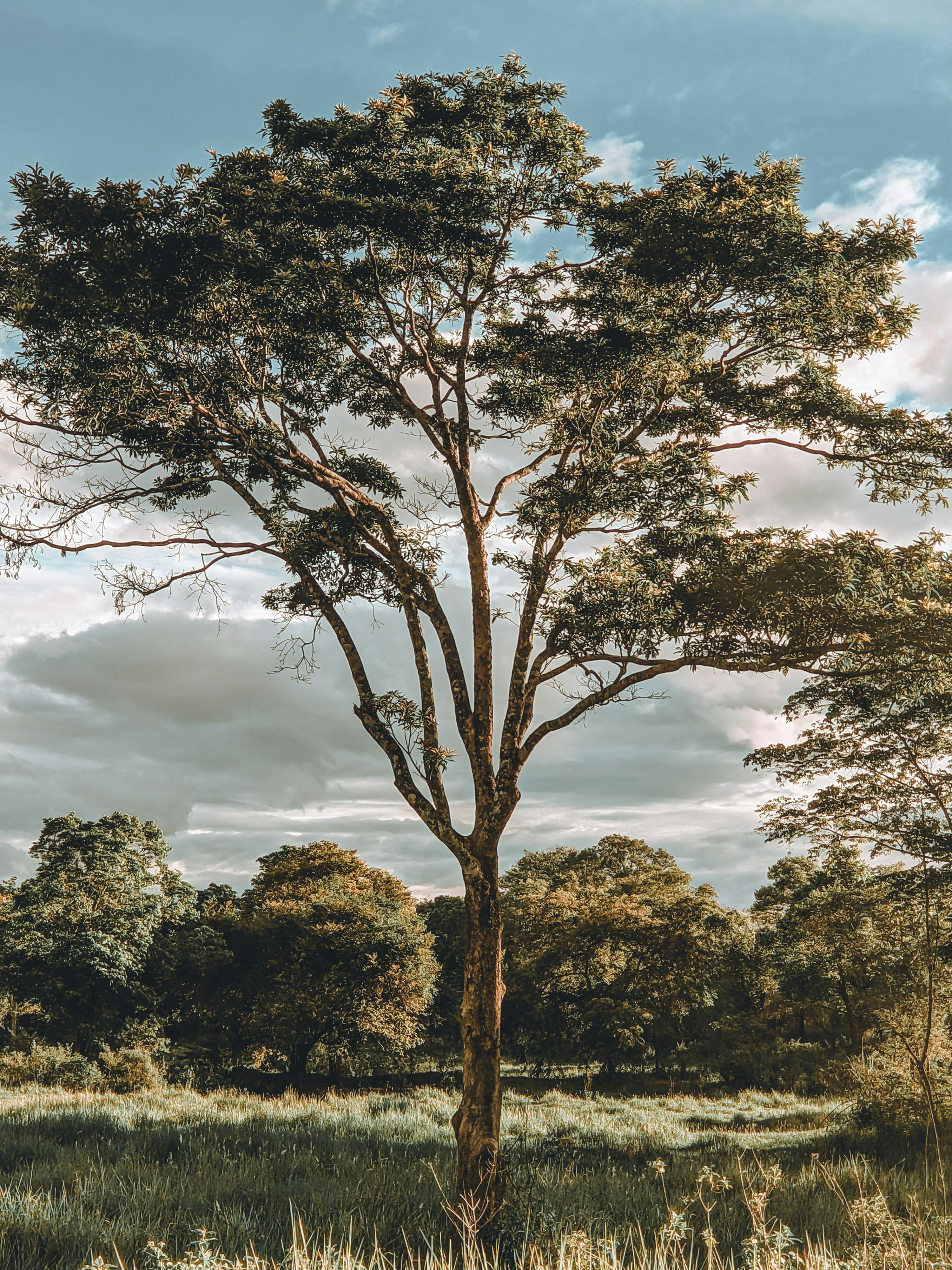 Nature Realistic Tree · Free Stock Photo
