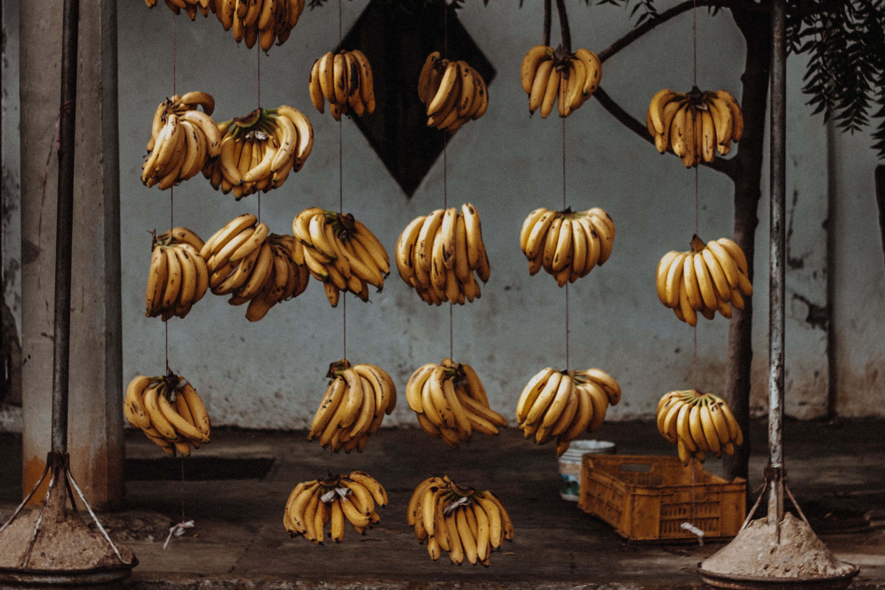 Bruised Fruit Photos, Download The BEST Free Bruised Fruit Stock Photos ...