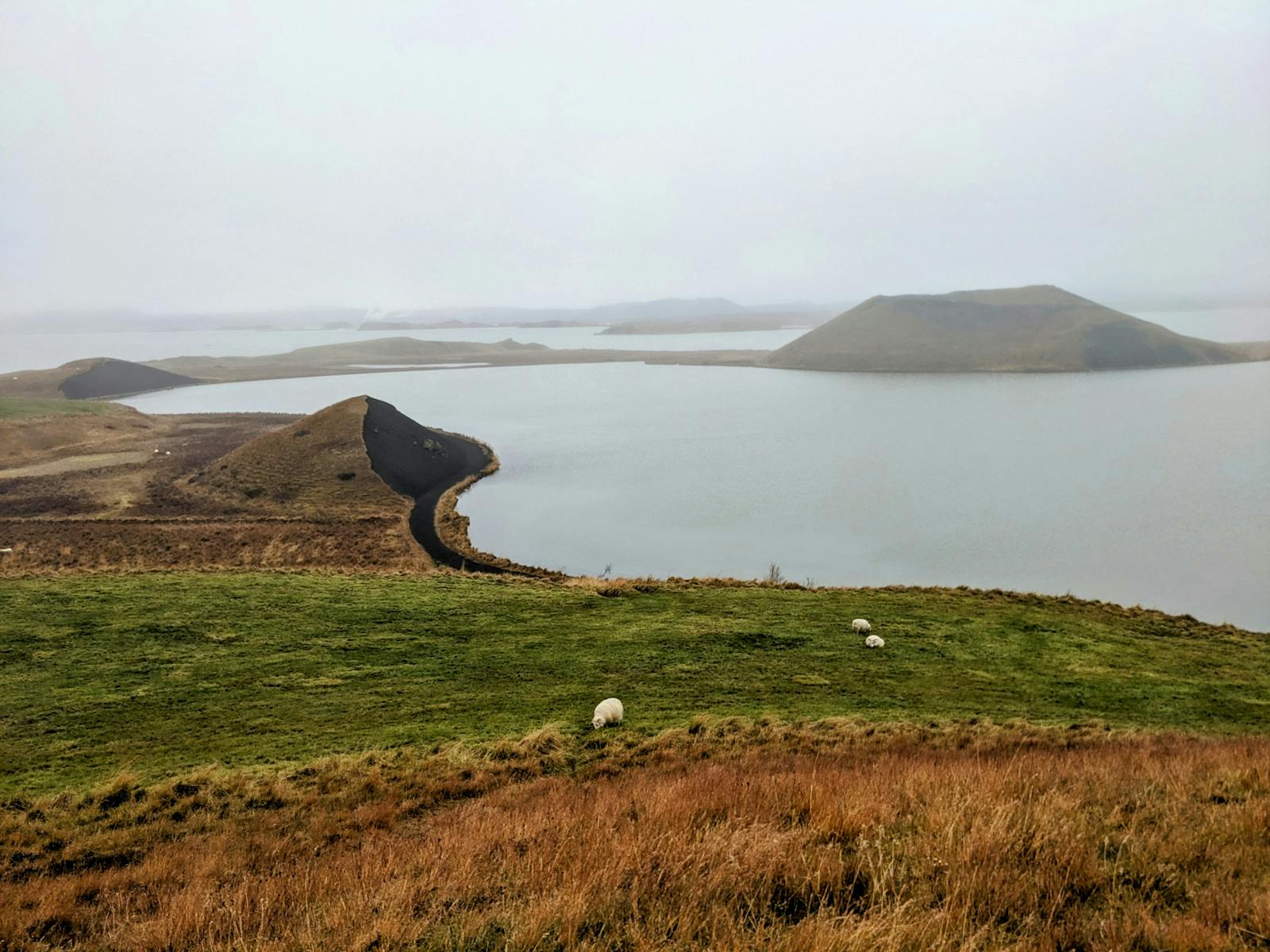 Sea Sheep Photos, Download The BEST Free Sea Sheep Stock Photos & HD Images