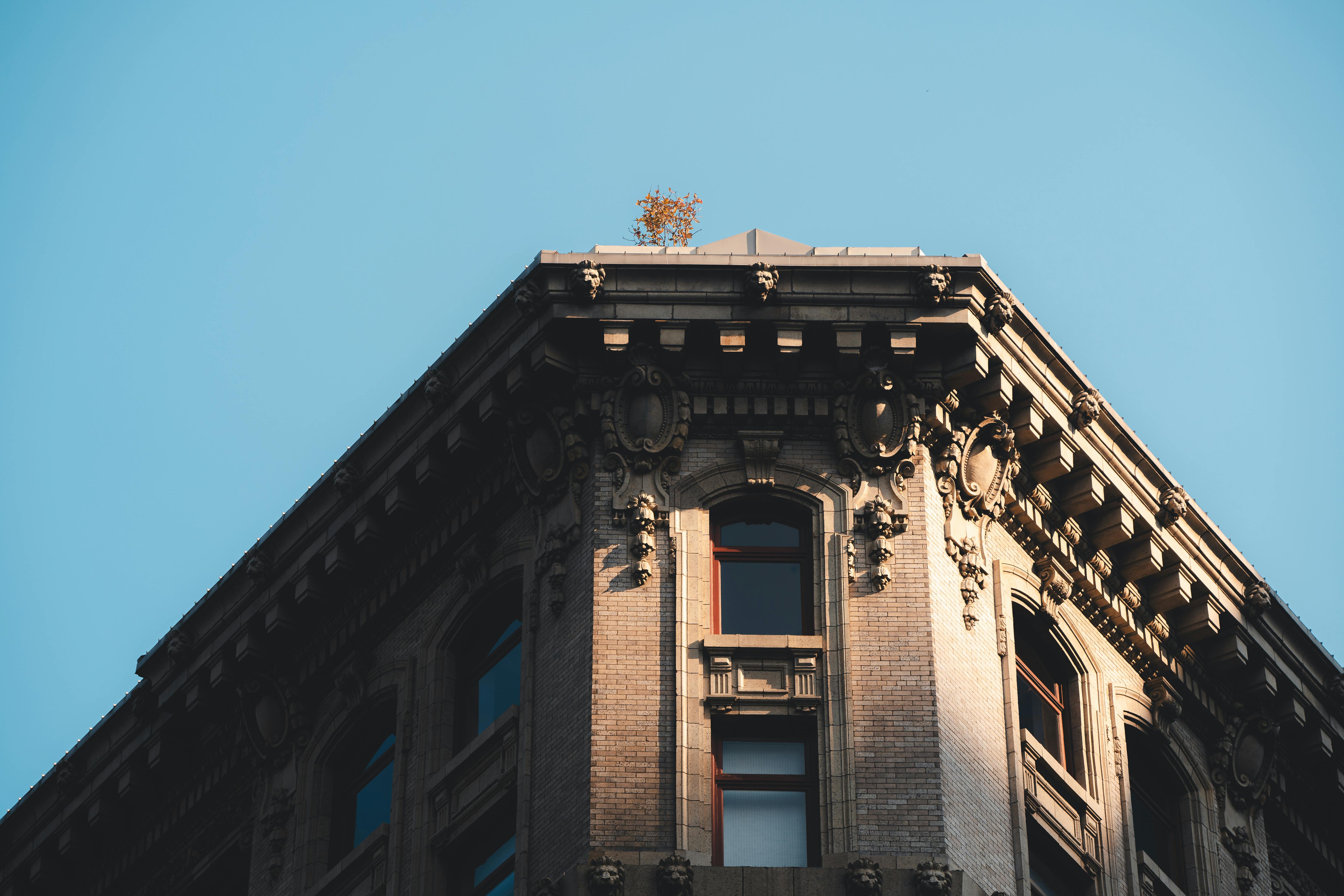 Palm Tree near Buildings Walls · Free Stock Photo