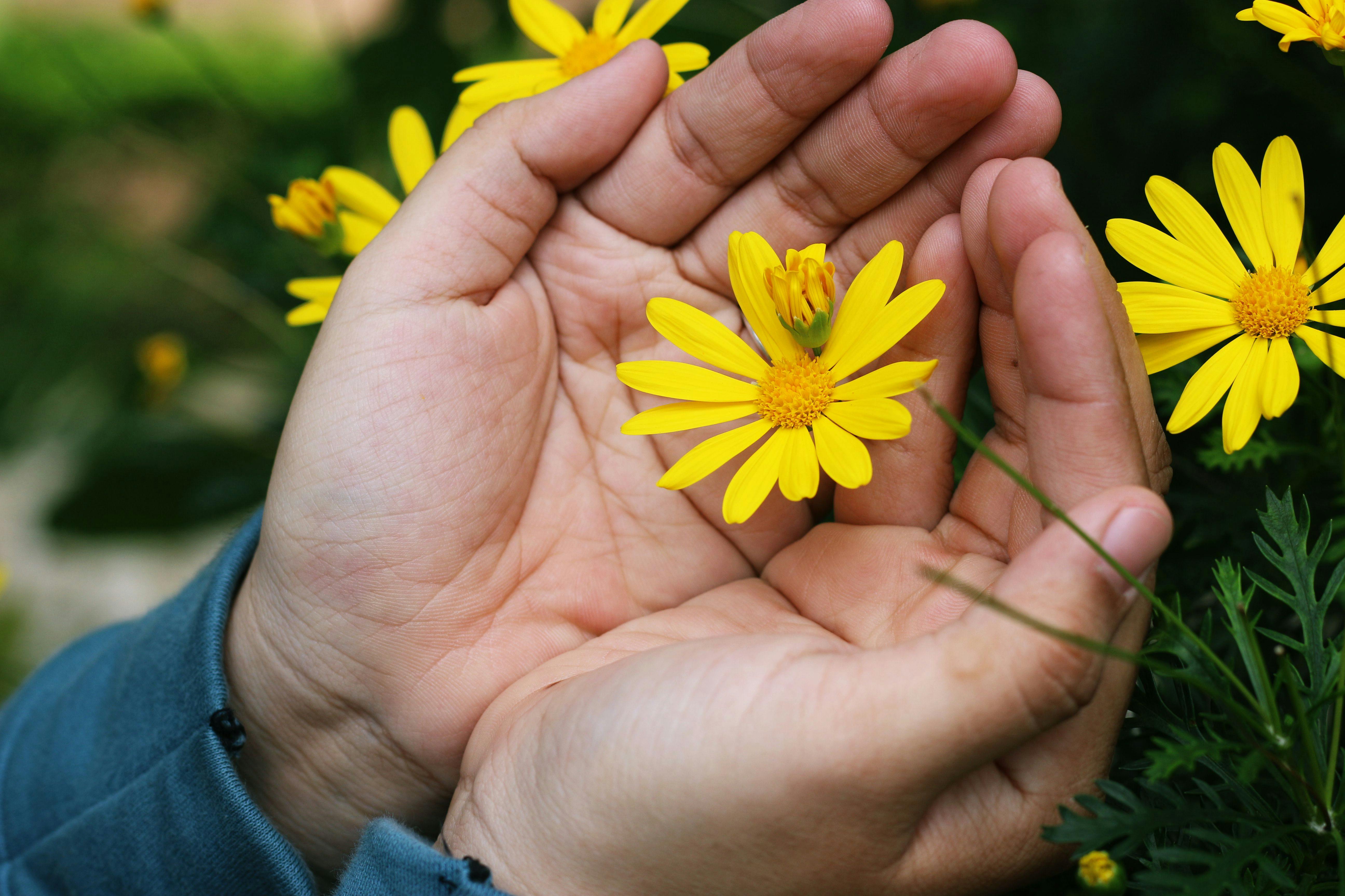Hands Holding Yellow Flowers · Free Stock Photo