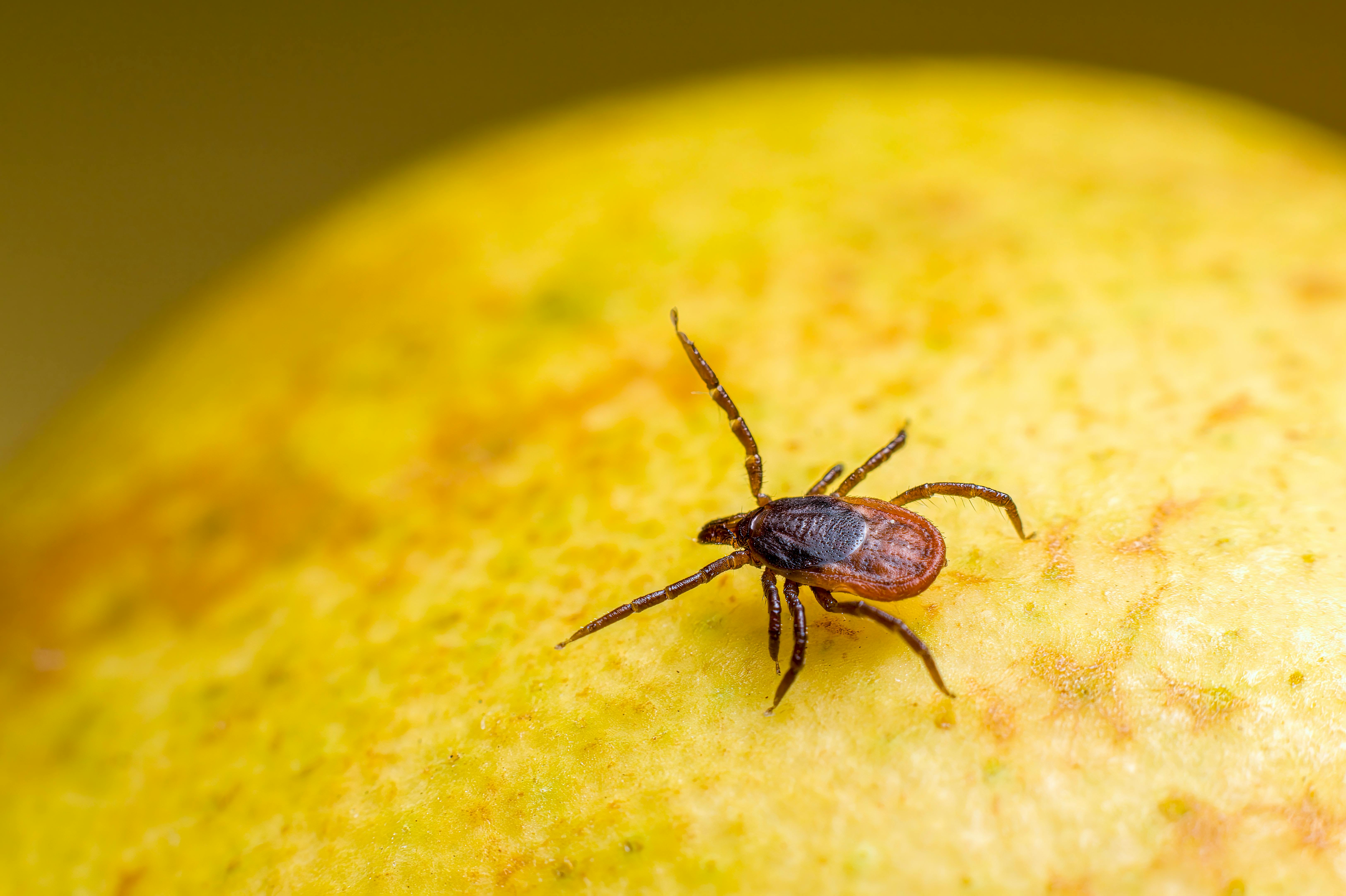 Little Tick on a Fruit · Free Stock Photo