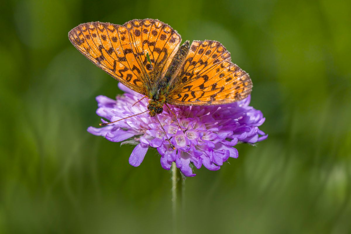 Butterfy Photos, Download The BEST Free Butterfy Stock Photos & HD Images