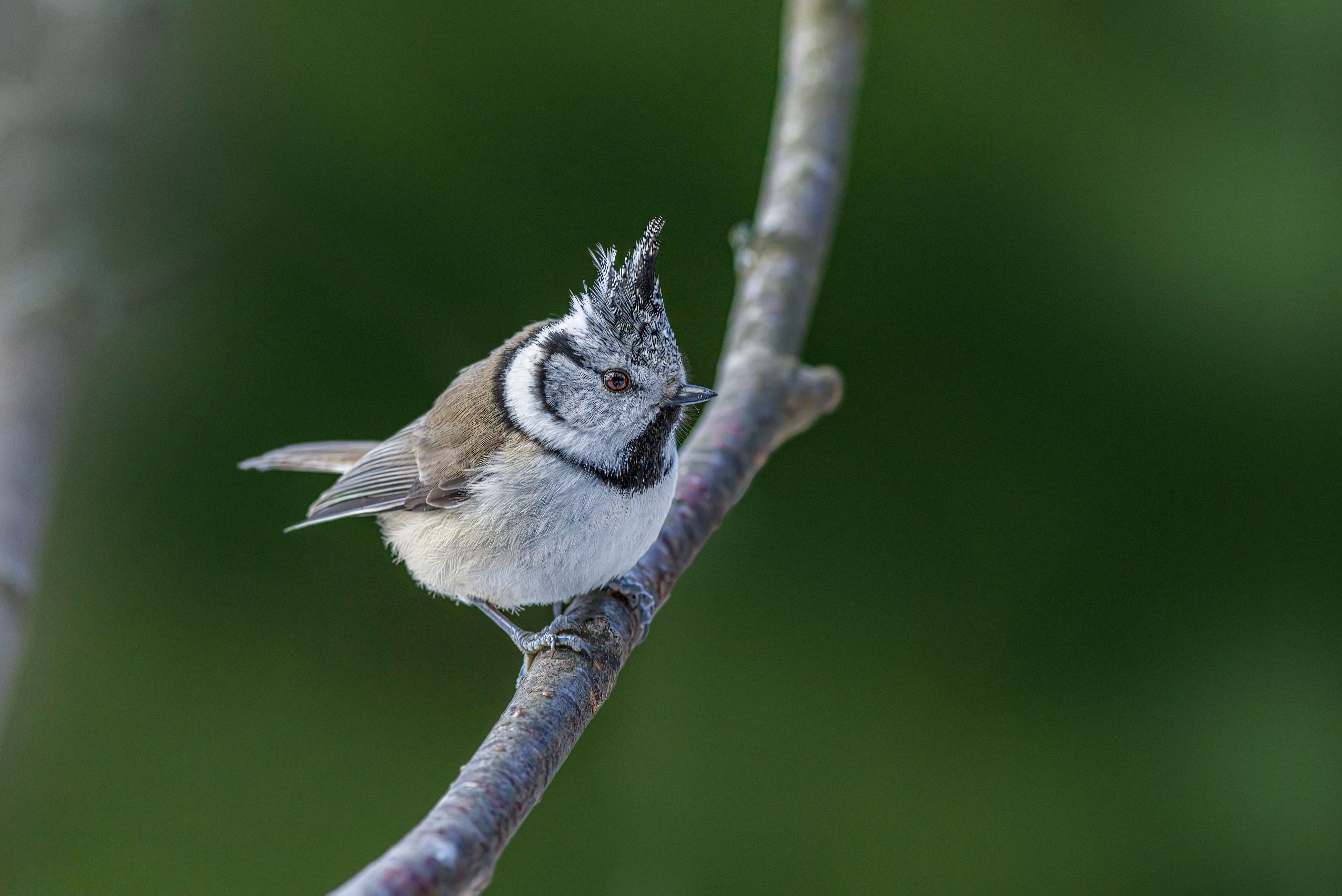 Kostenloses Foto zum Thema: ast, crested tit, grünem hintergrund, klein ...