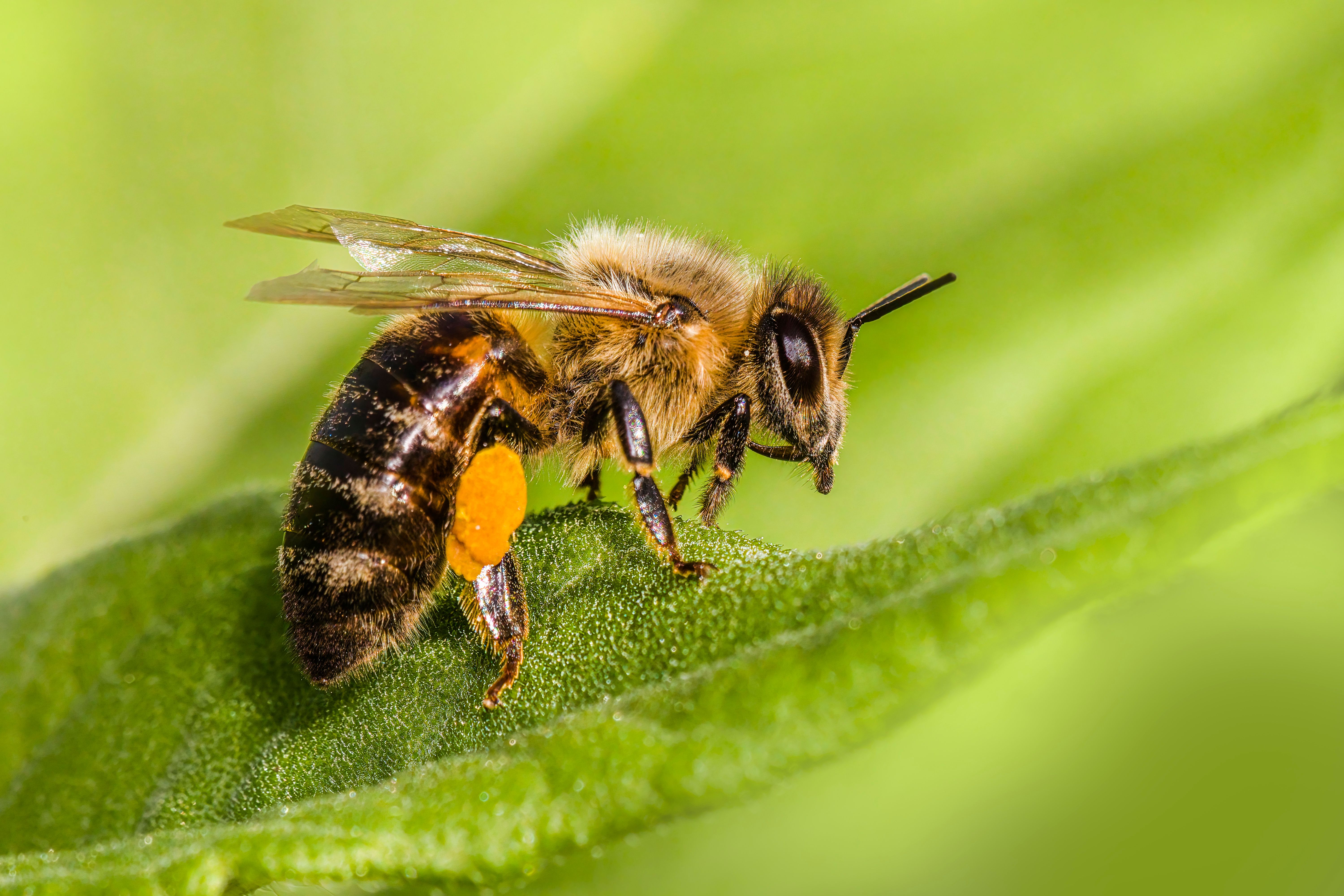 A bee with a yellow and black body on a green leaf · Free Stock Photo