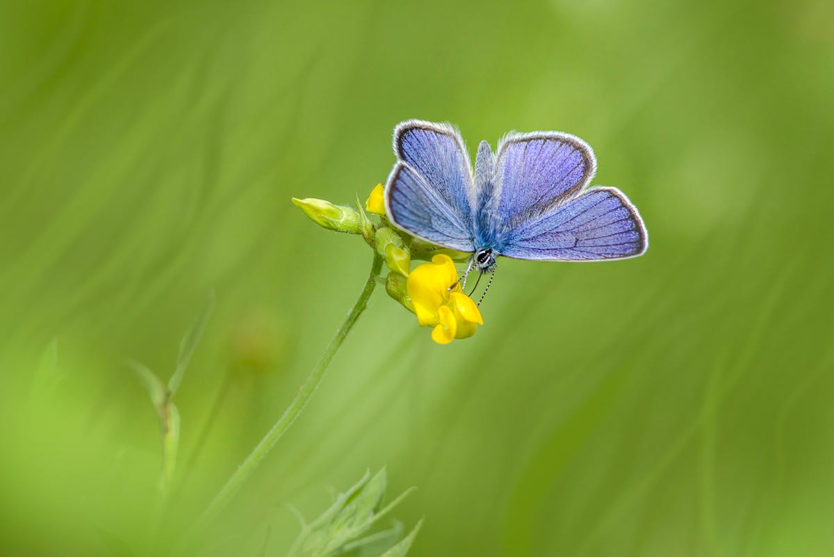 Blue Butterfly Photos, Download The BEST Free Blue Butterfly Stock ...