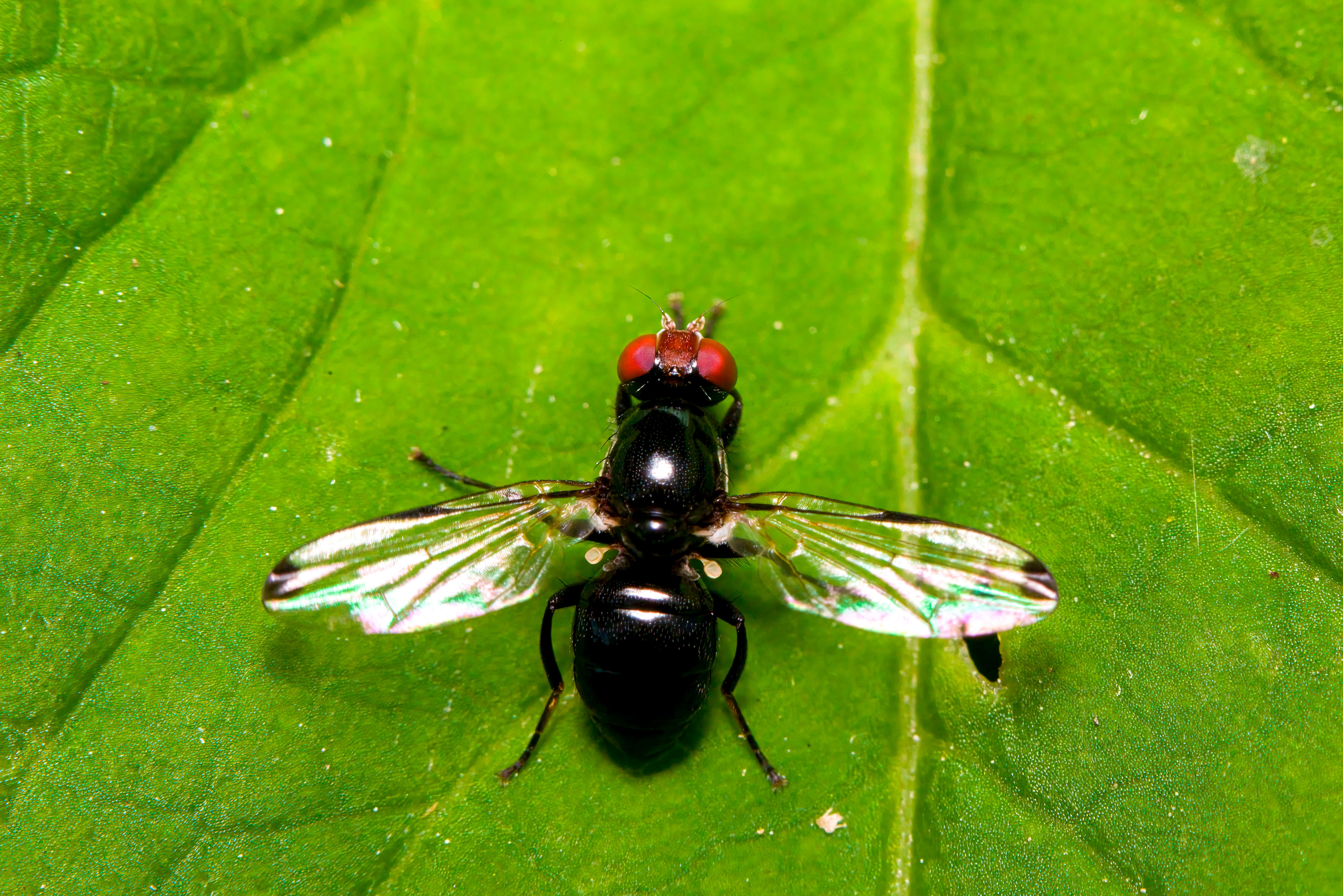 A black fly with red eyes on a green leaf · Free Stock Photo