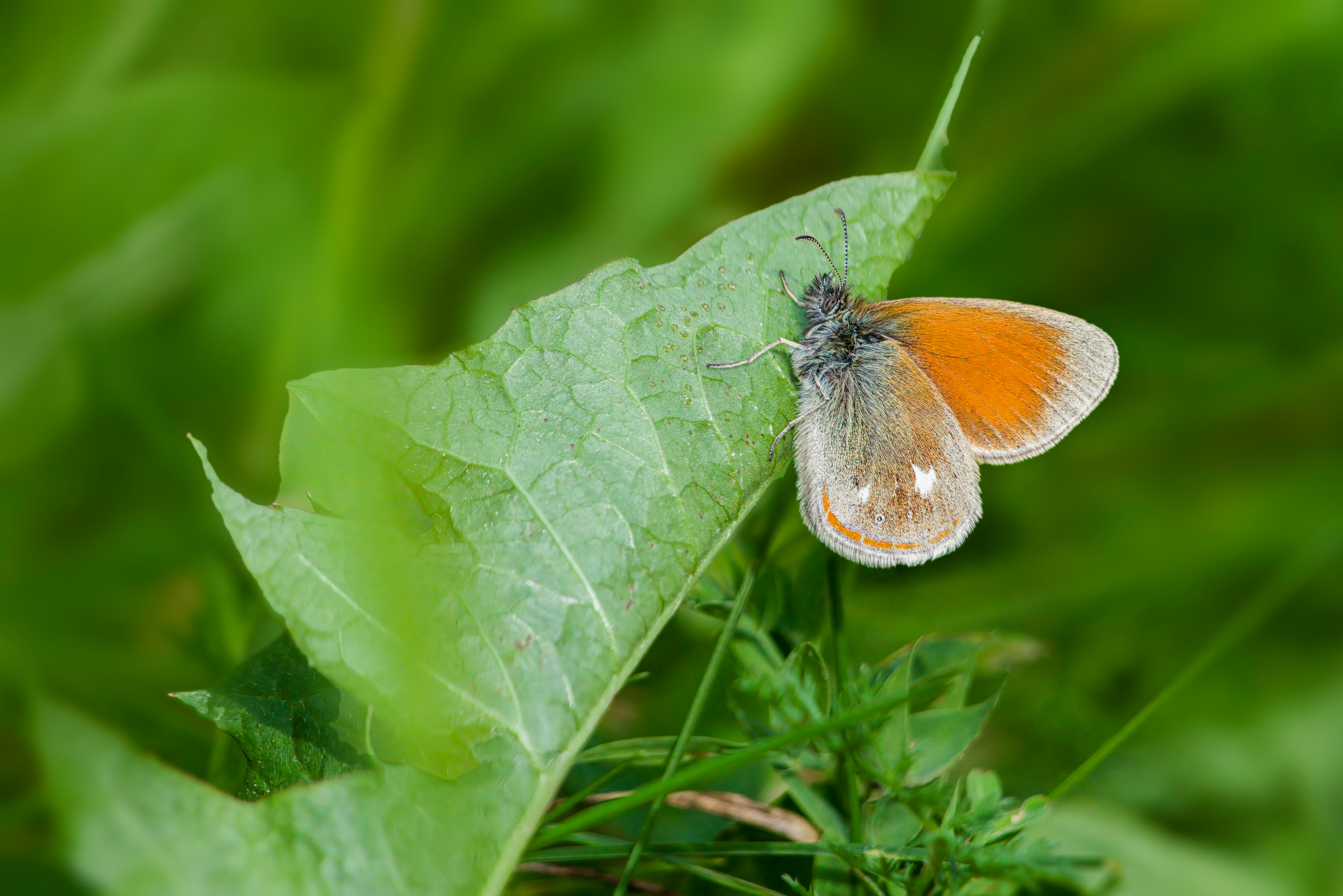 A small orange butterfly sitting on a leaf · Free Stock Photo