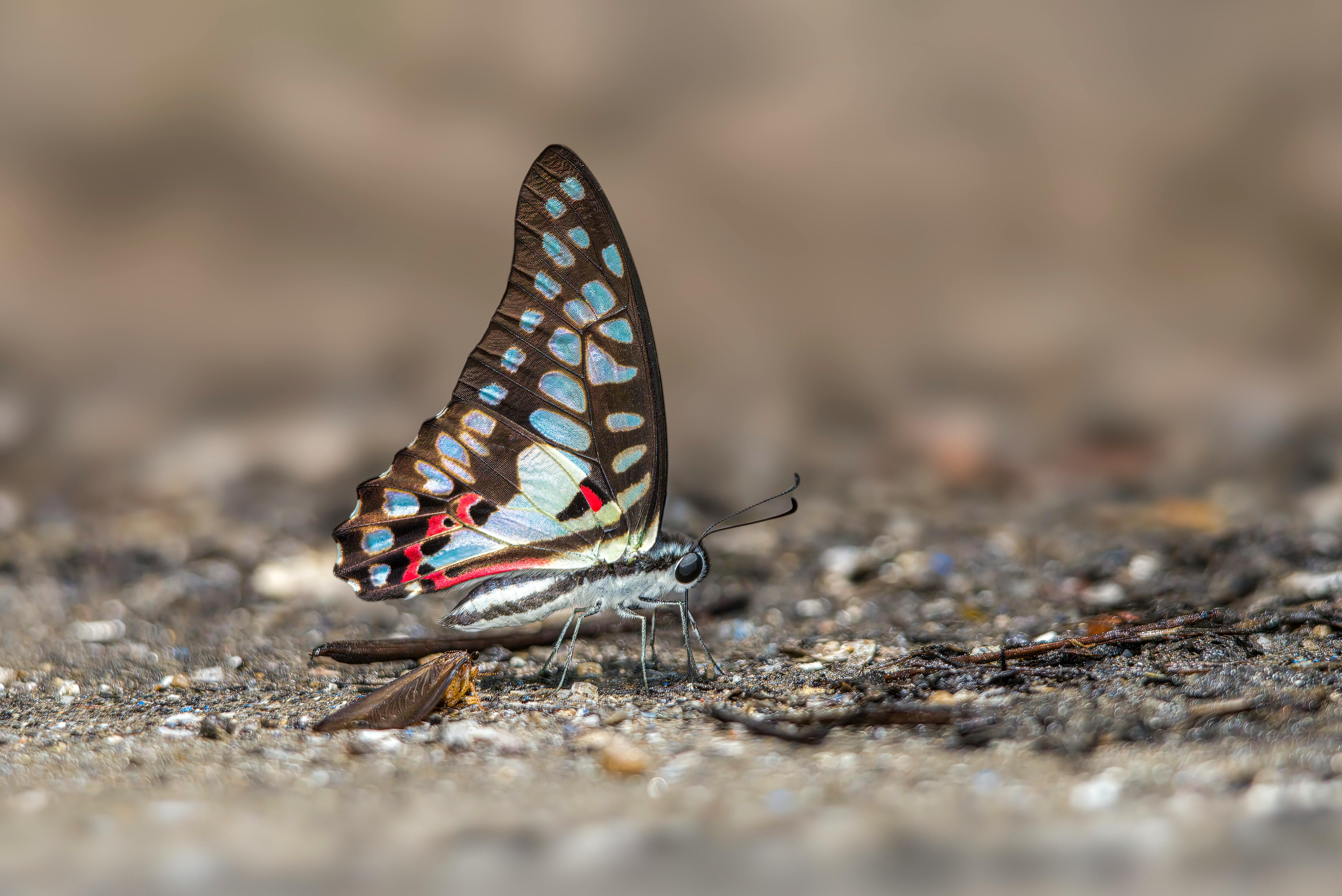 A butterfly with blue and red spots on its wings · Free Stock Photo